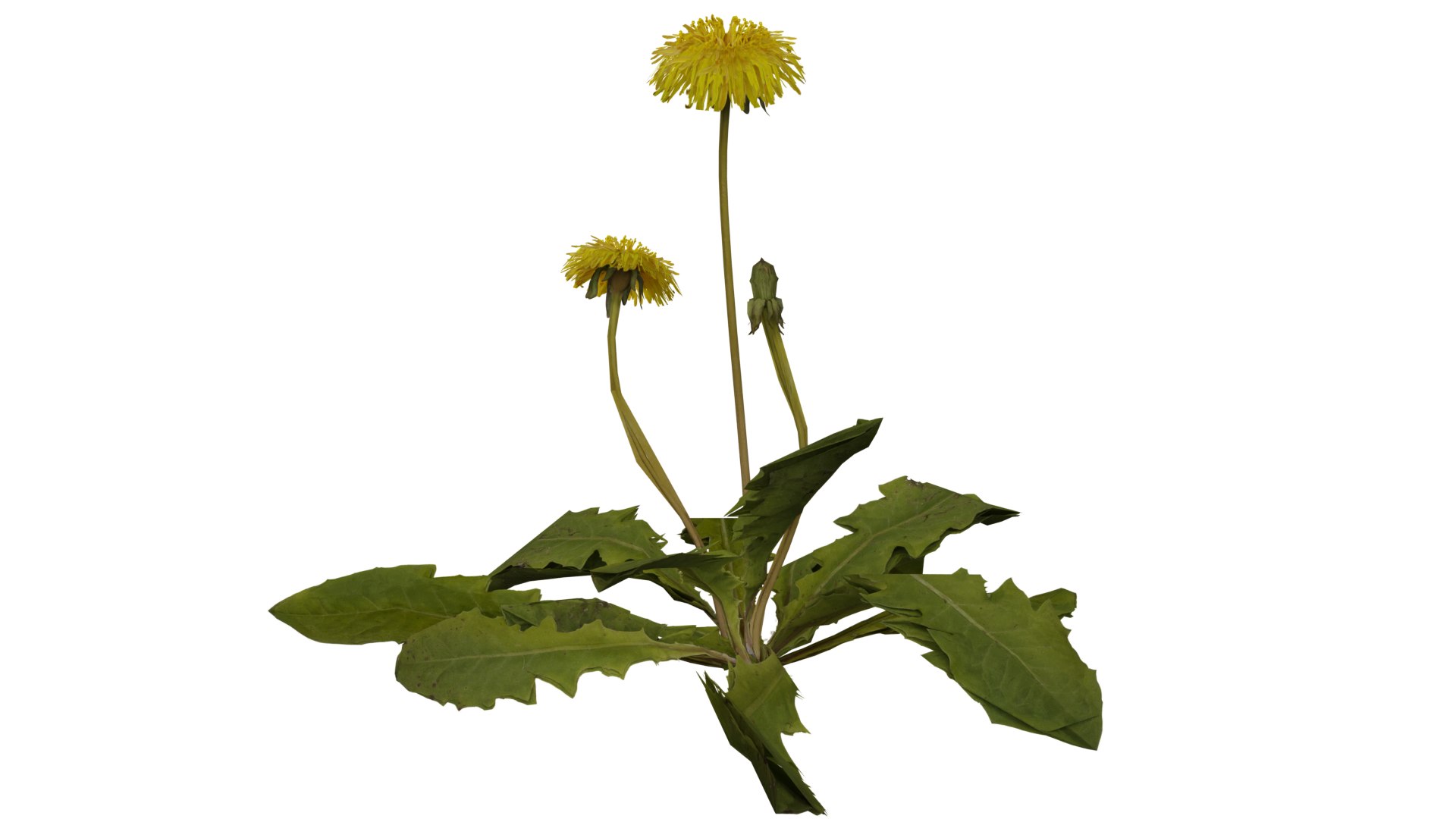 Dandelion Plant 3D Model - TurboSquid 2234007
