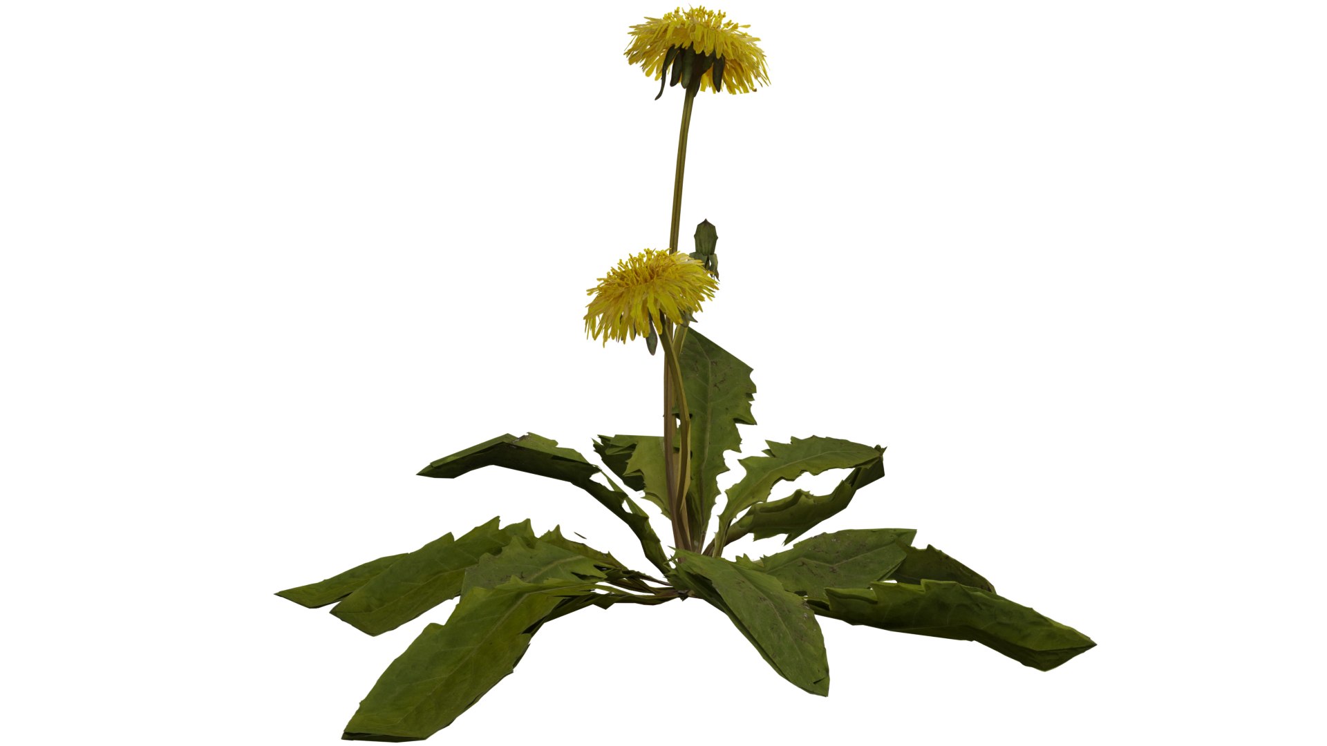 Dandelion Plant 3D Model - TurboSquid 2234007