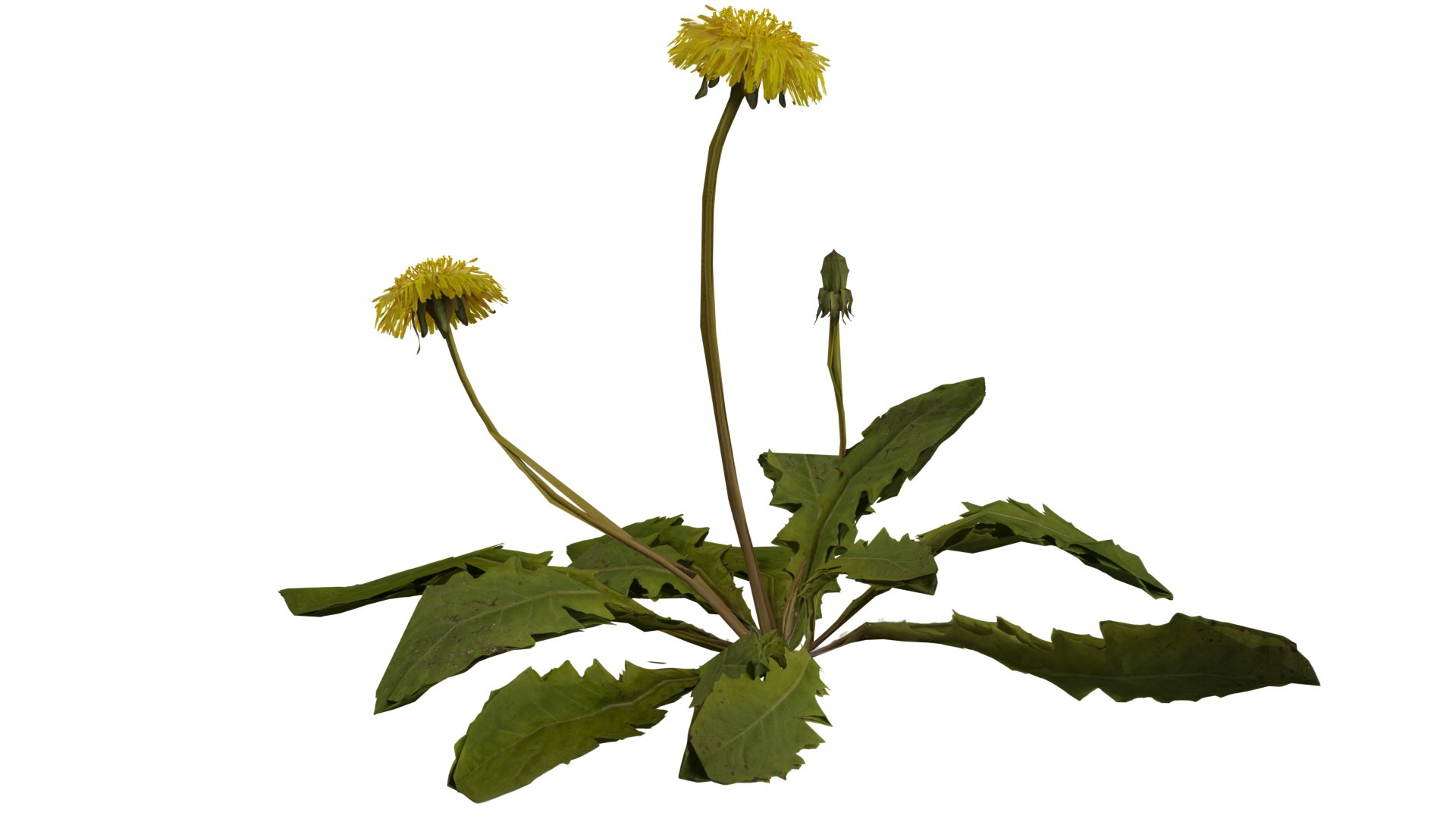 Dandelion Plant 3D Model - TurboSquid 2234007