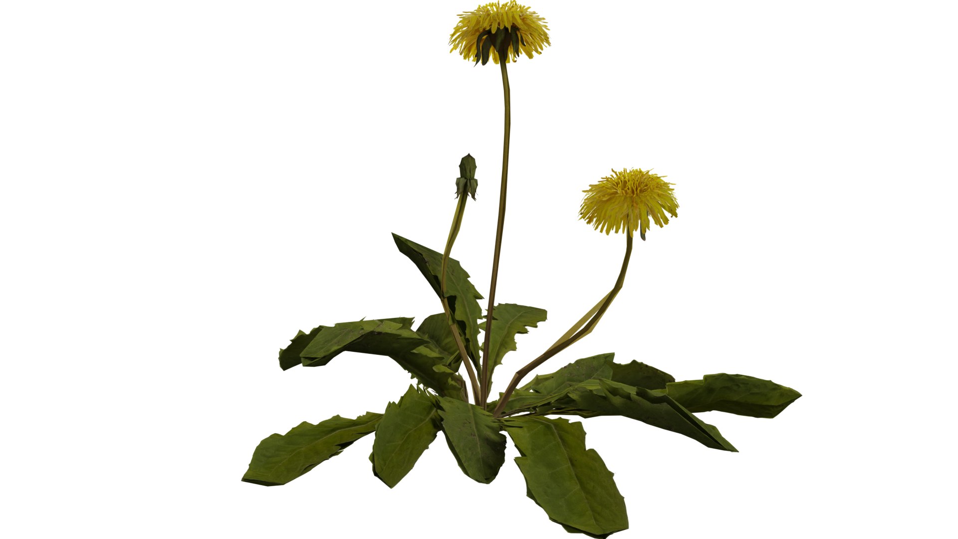 Dandelion Plant 3D Model - TurboSquid 2234007