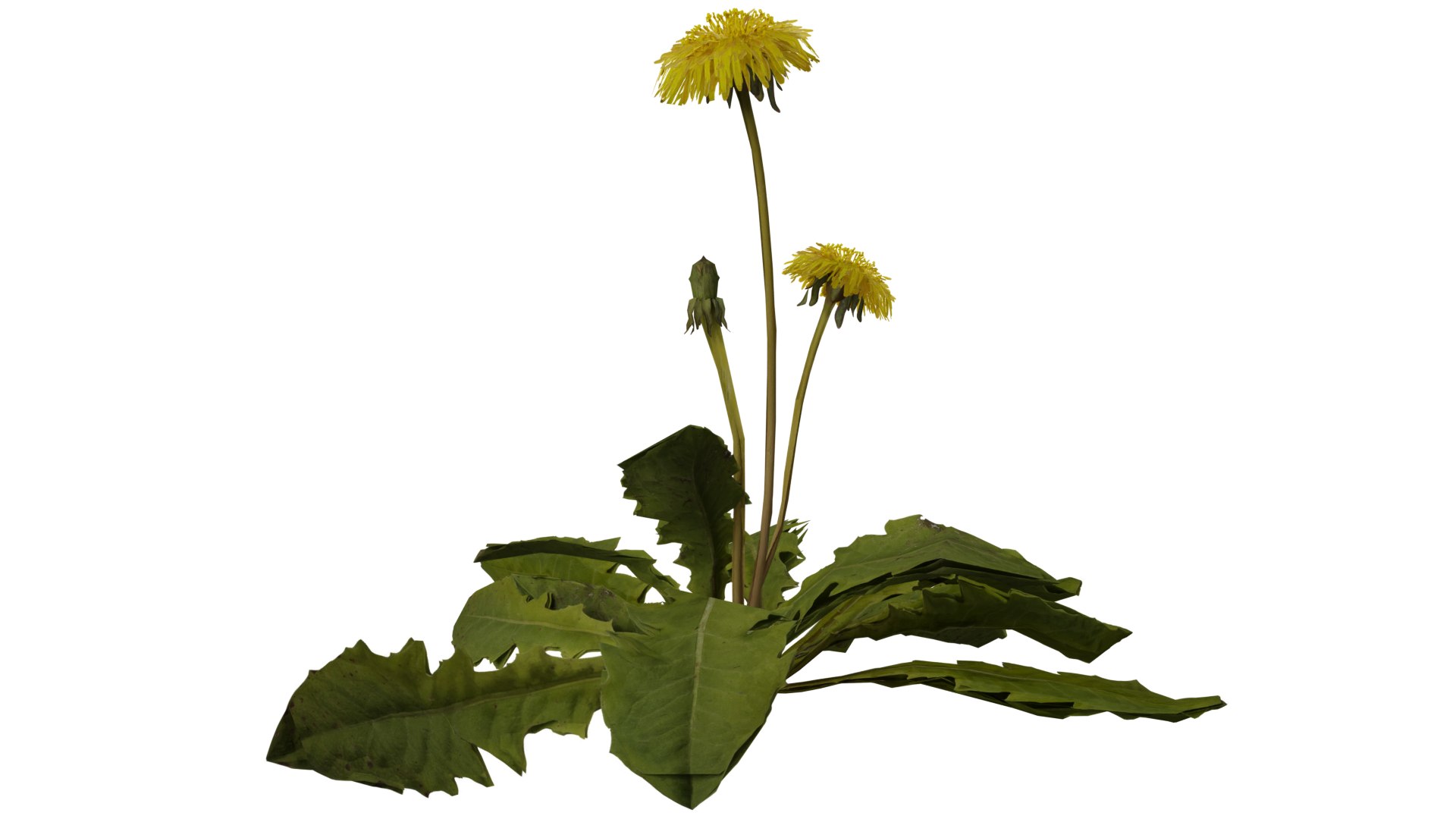 Dandelion Plant 3D Model - TurboSquid 2234007