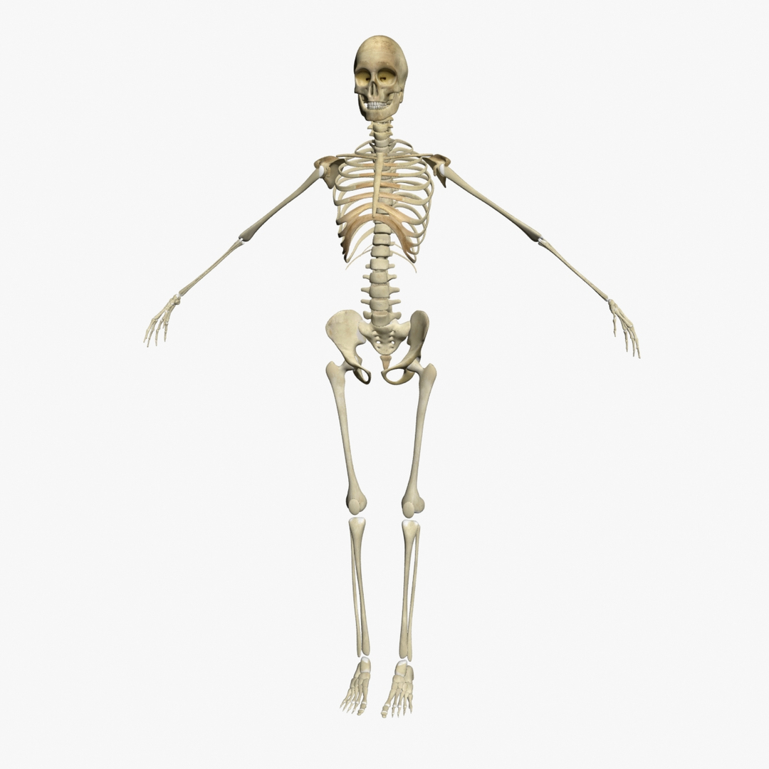 Max African American Female Skeleton