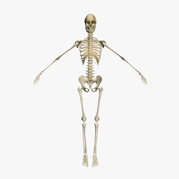 max african american female skeleton