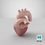 Man Heart Organized 3D - TurboSquid 1399188