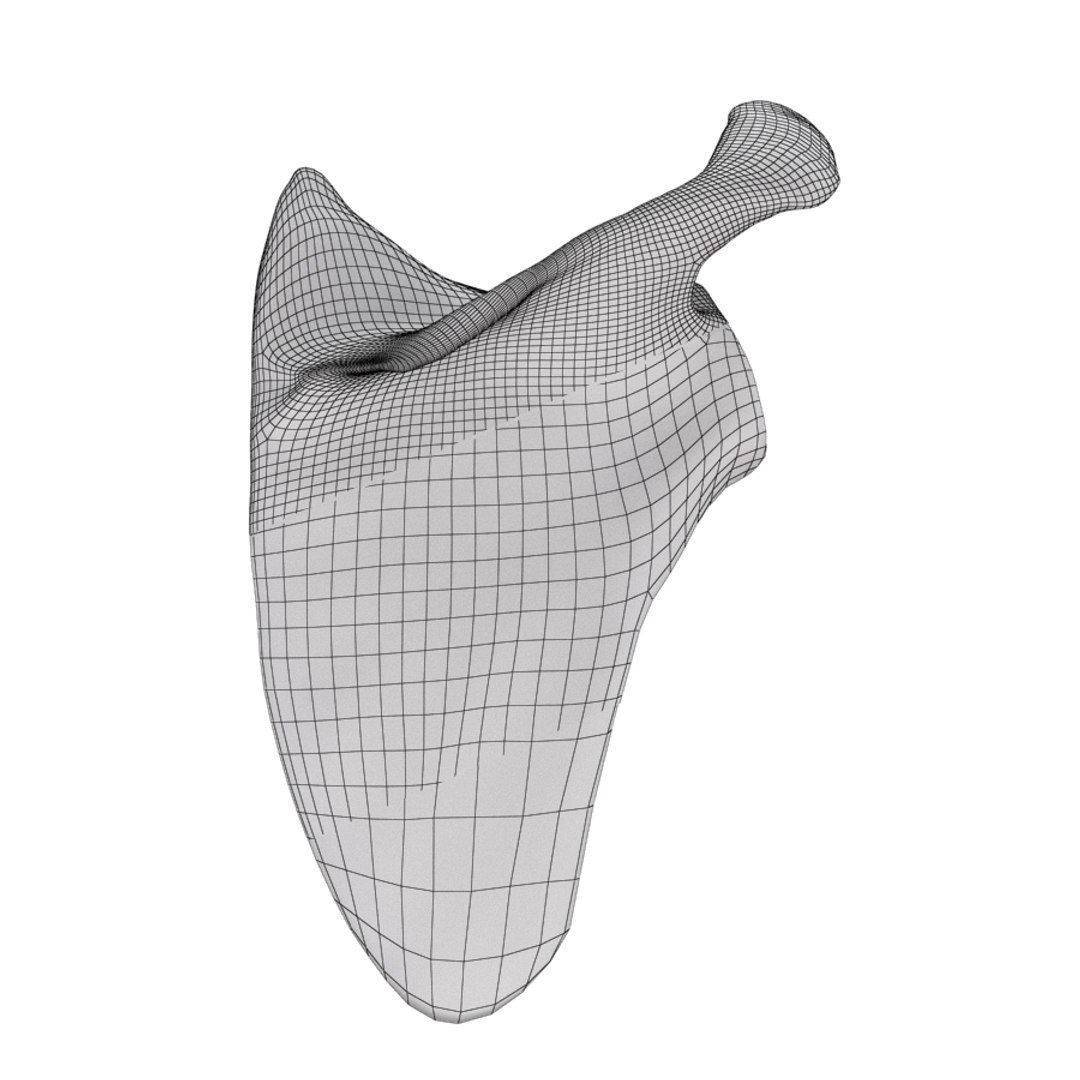 Scapula Bone 3d Max