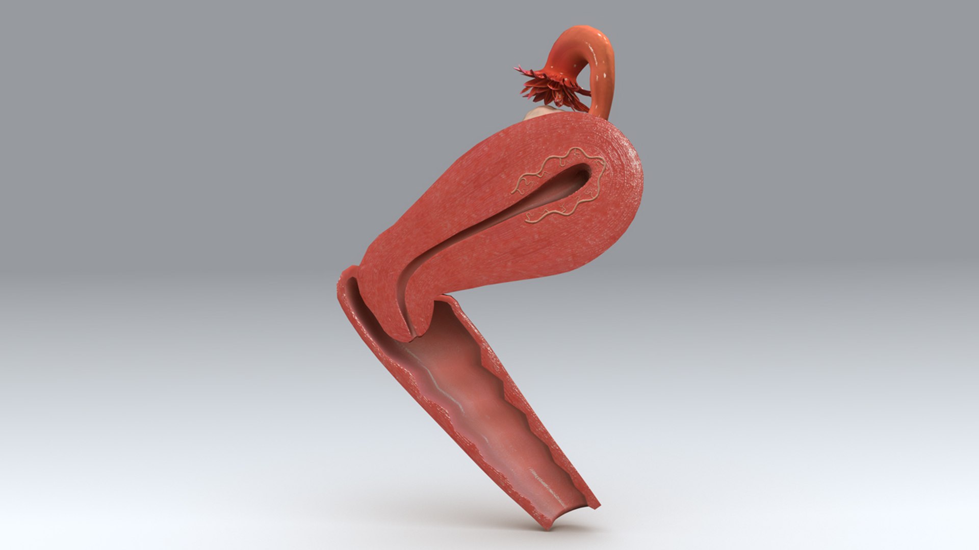 3d Model Uterus Anatomy