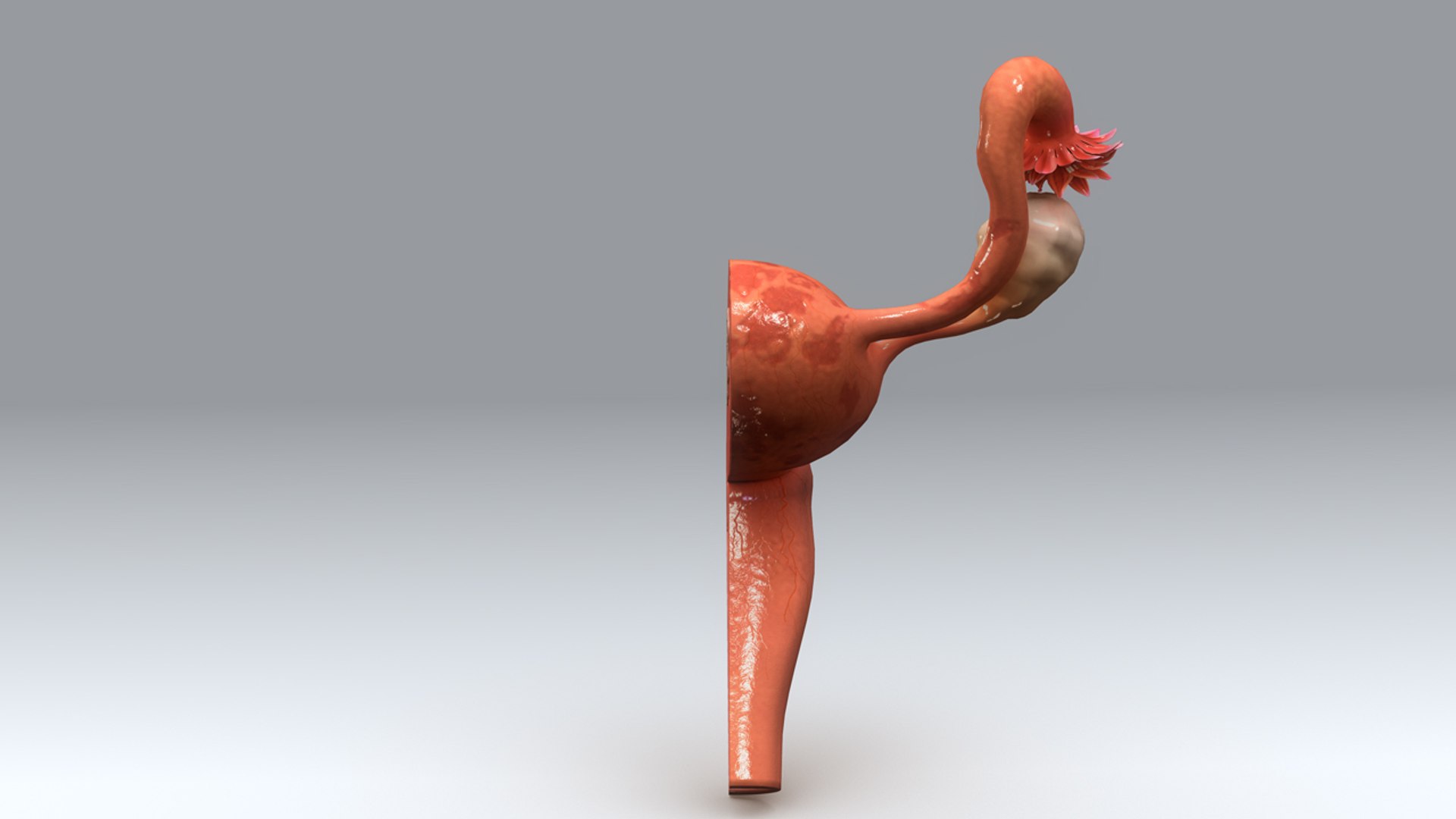 3d Model Uterus Anatomy