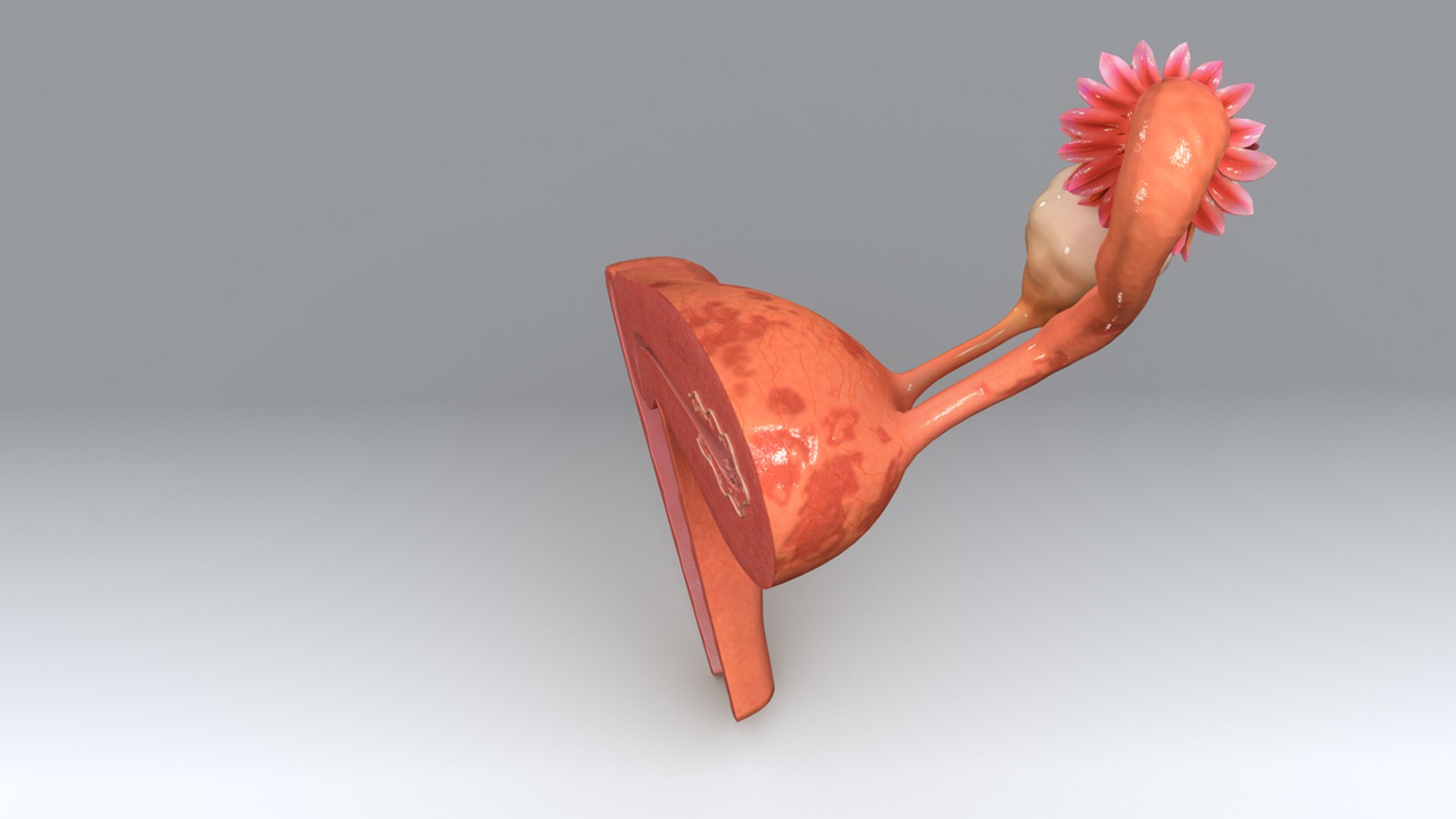 3d Model Uterus Anatomy