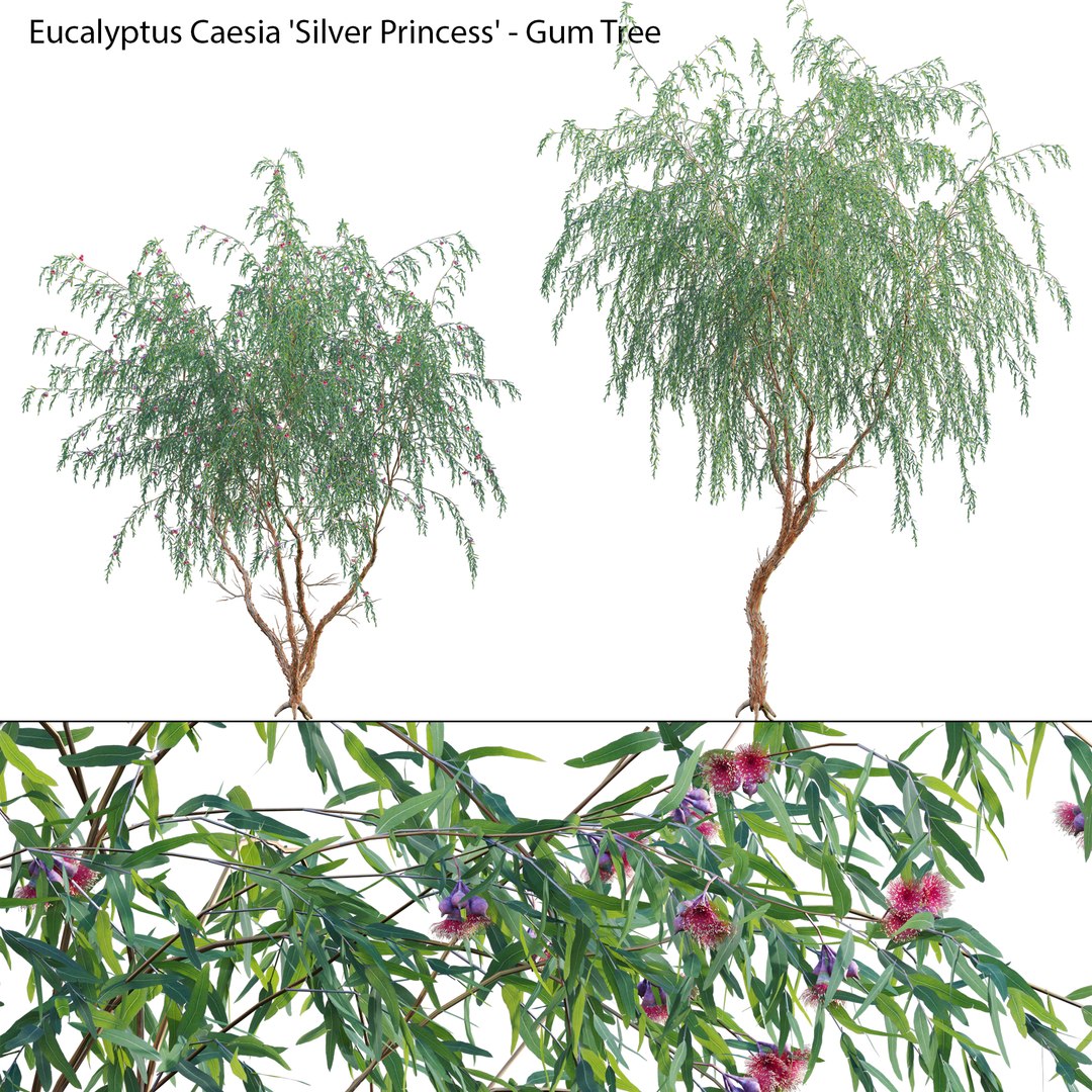 Eucalyptus Caesia Silver Princess - Gum Tree 02 3D - TurboSquid 2062907
