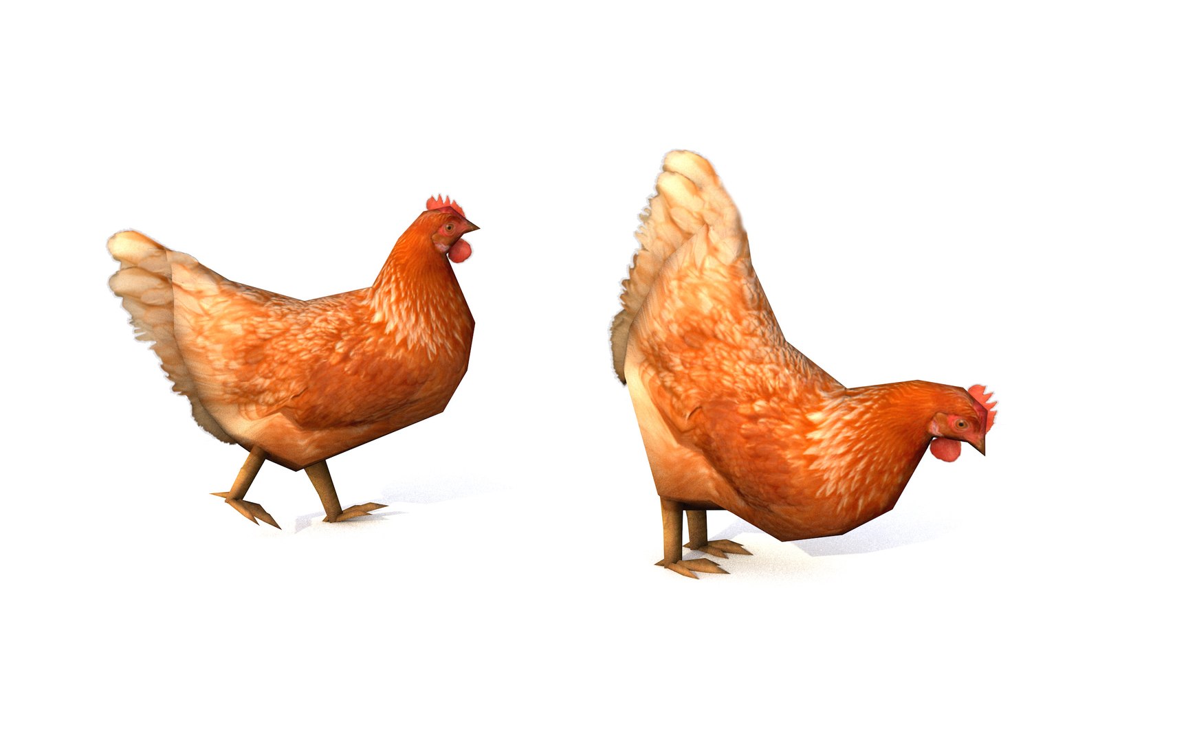 Chicken Rigged Animations 3D - TurboSquid 1646773