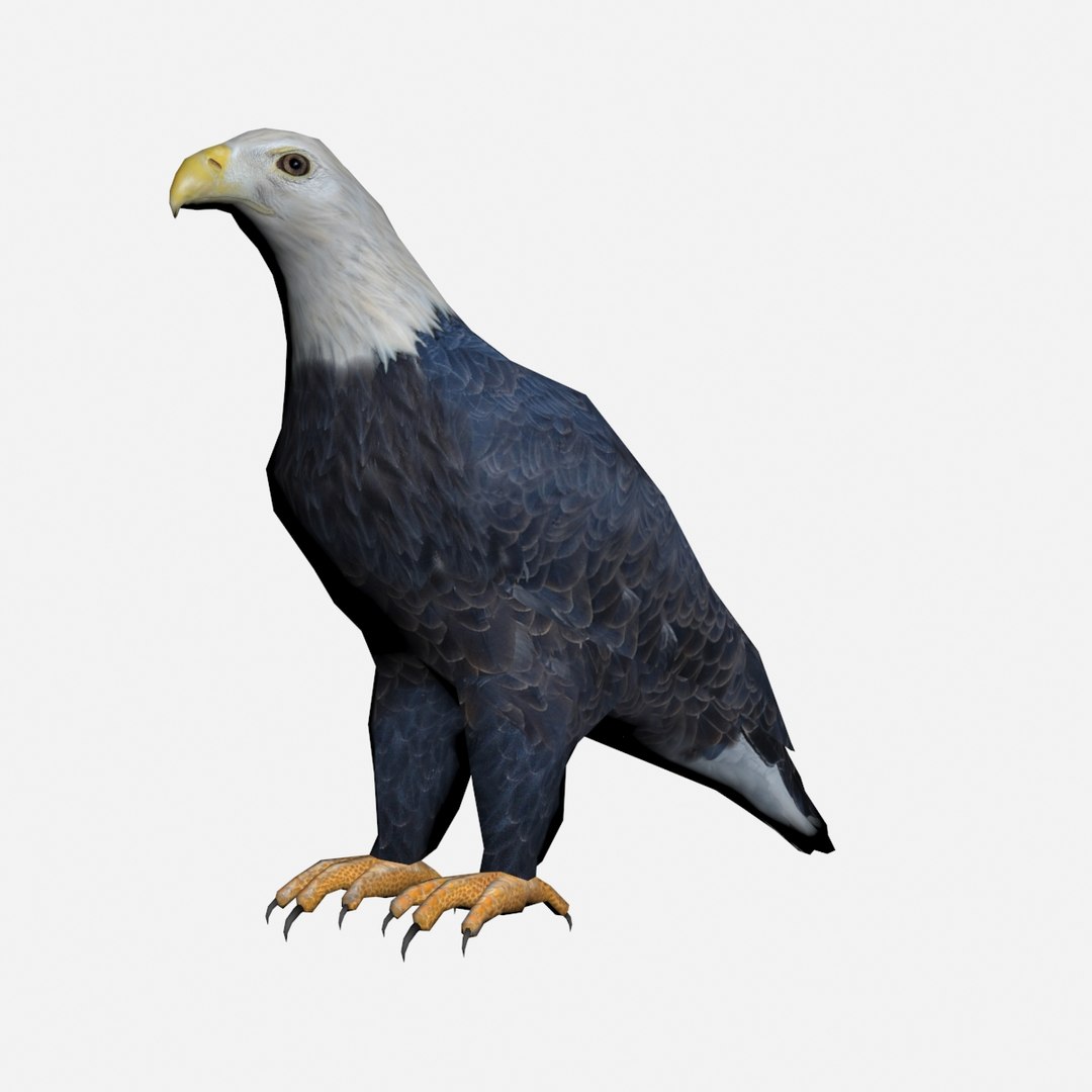 3d Bald Eagle