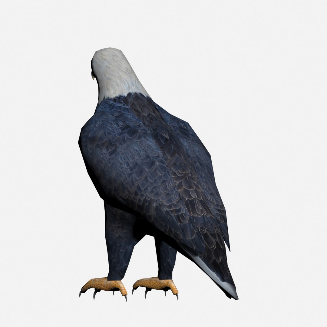 3d Bald Eagle
