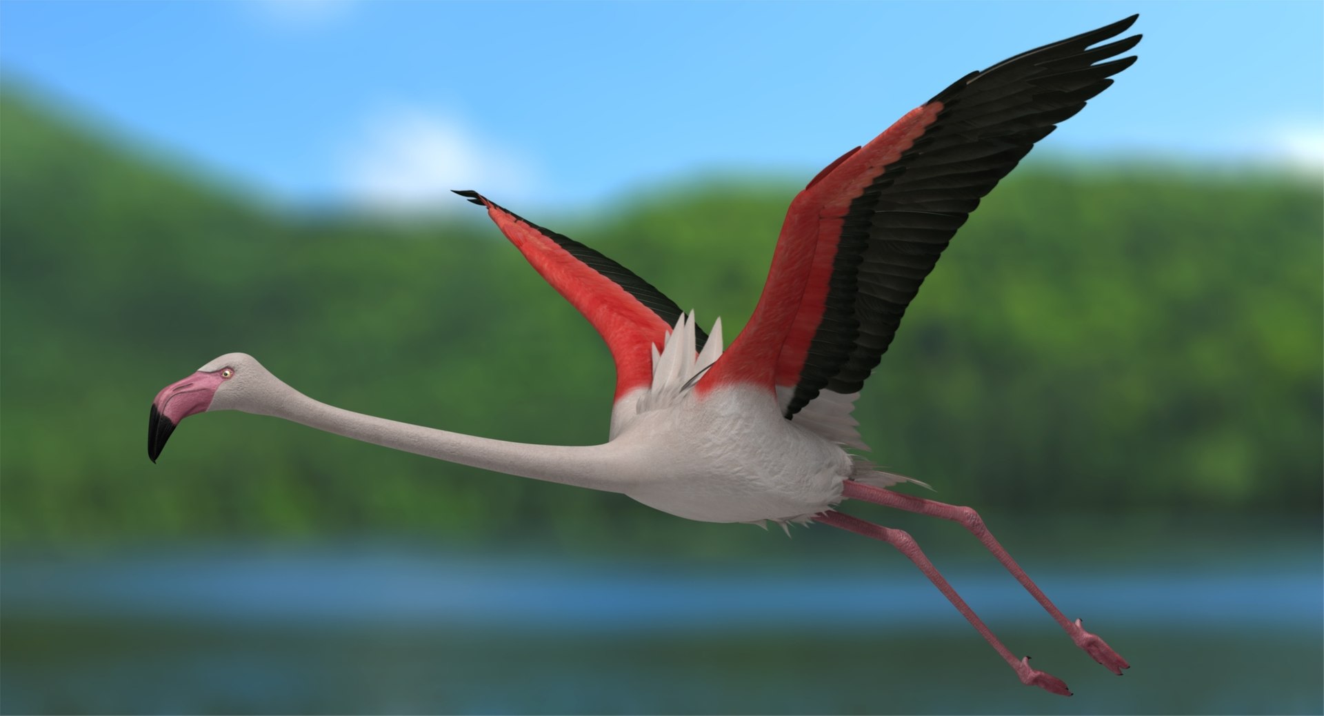 phoenicopterus roseus greater flamingo obj