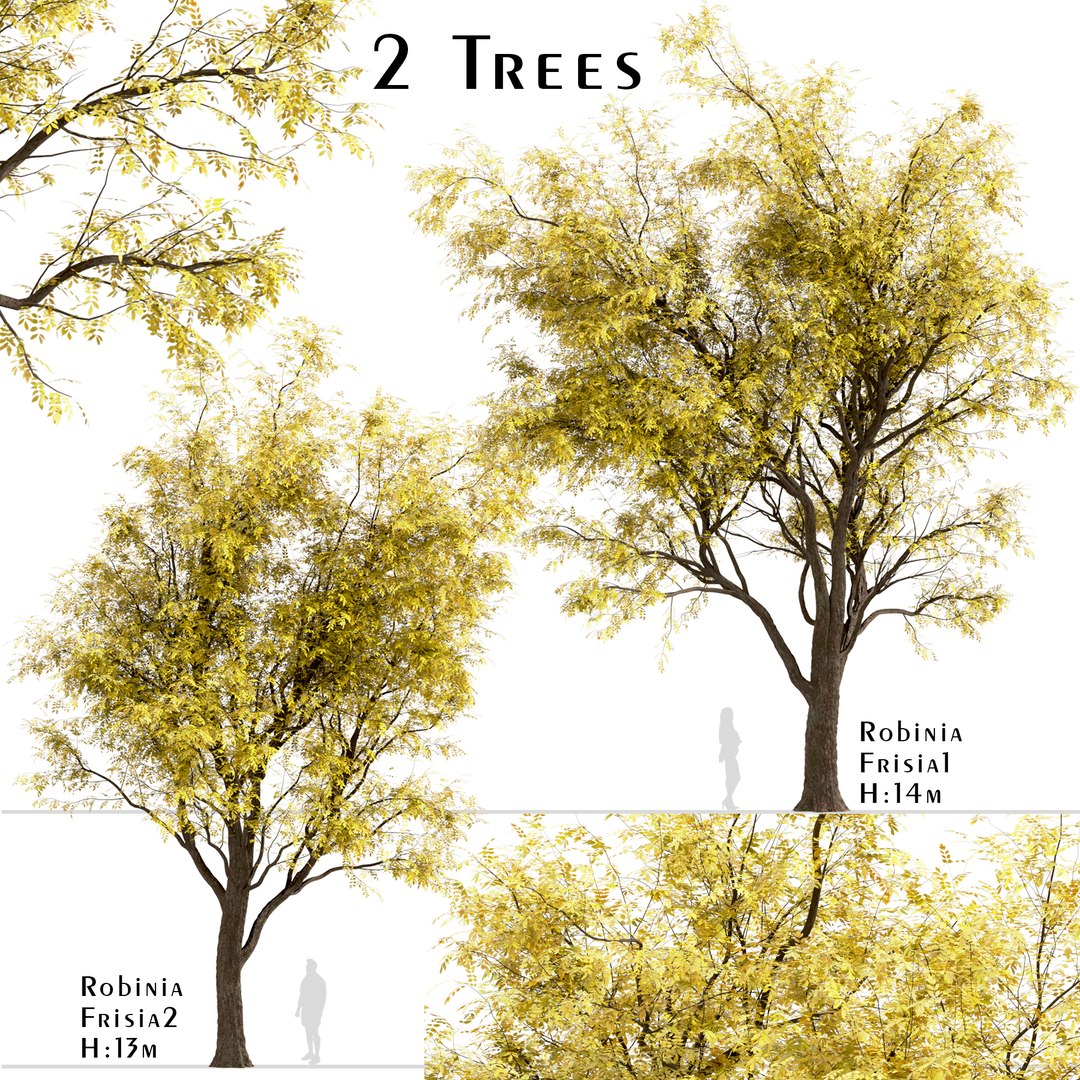 3D Set Of Robinia Pseudoacacia Frisia Or Frisia Black Locust Tree - 2 ...