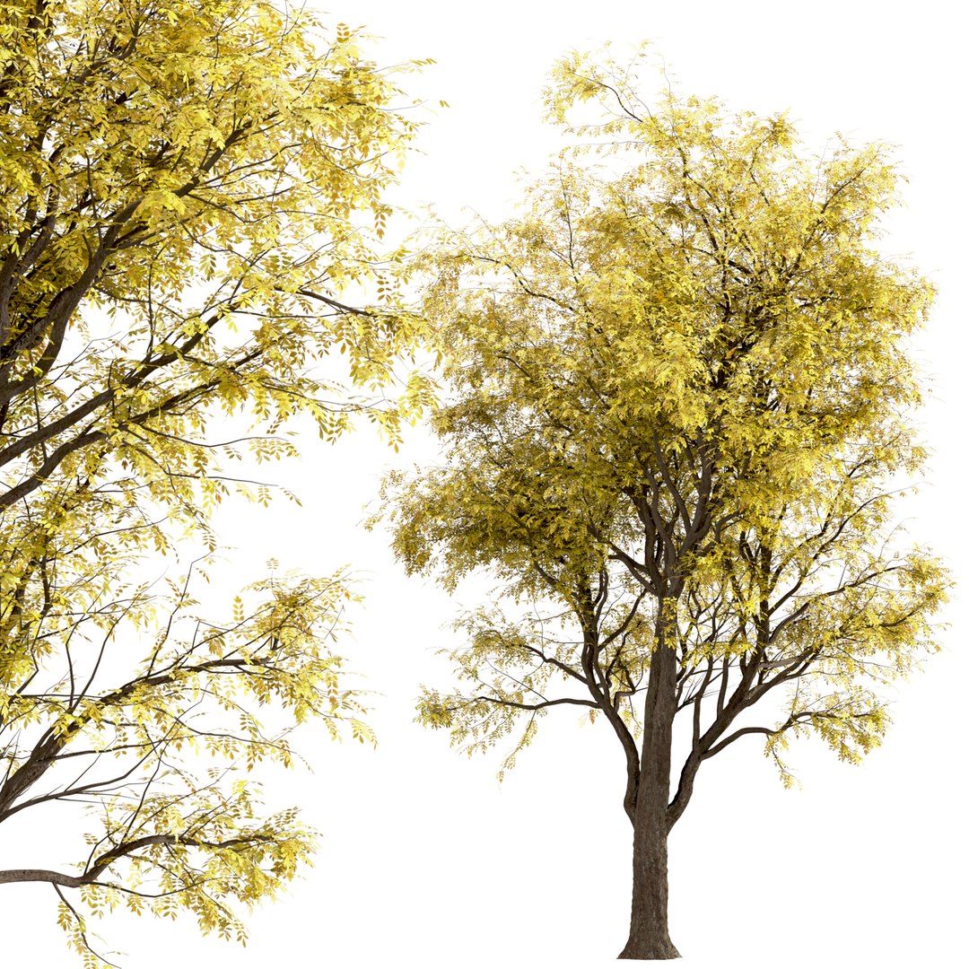 3D Set Of Robinia Pseudoacacia Frisia Or Frisia Black Locust Tree - 2 ...
