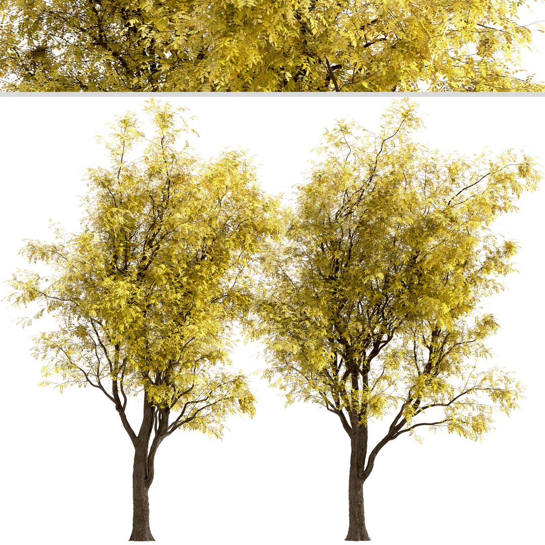 3D Set Of Robinia Pseudoacacia Frisia Or Frisia Black Locust Tree - 2 ...