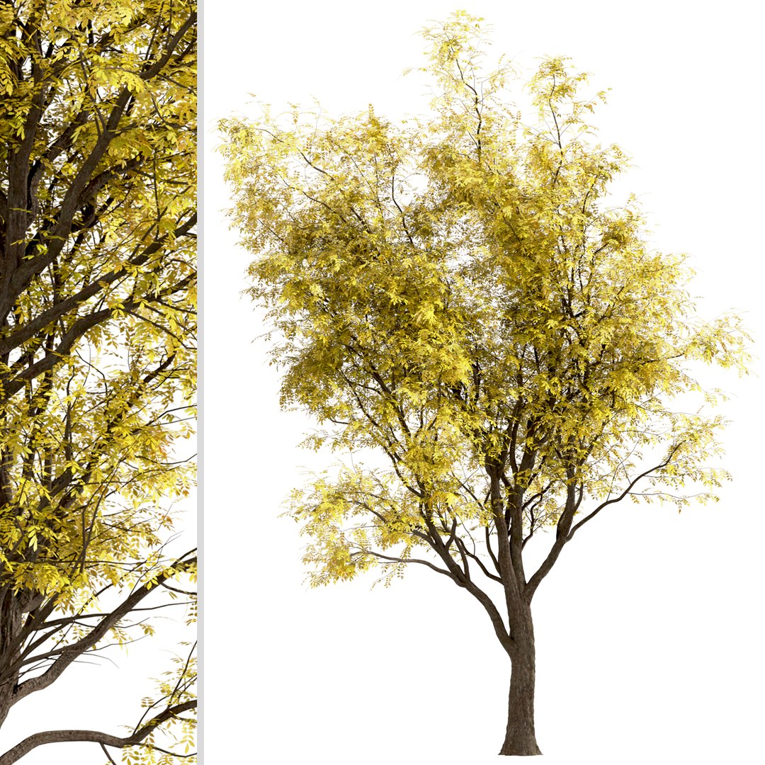 3D Set Of Robinia Pseudoacacia Frisia Or Frisia Black Locust Tree - 2 ...