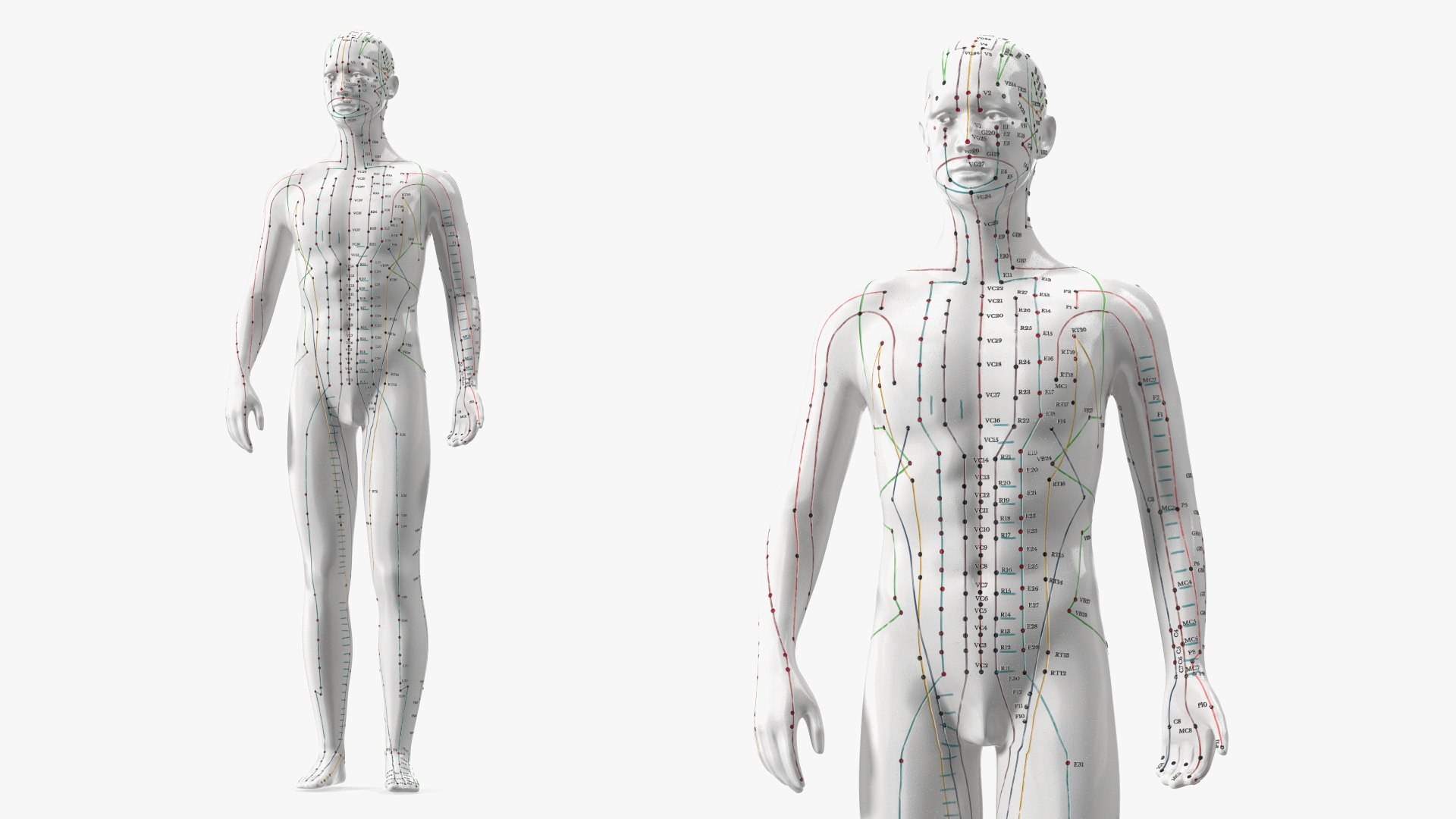 Male Acupuncture Mannequin Model - TurboSquid 2252656