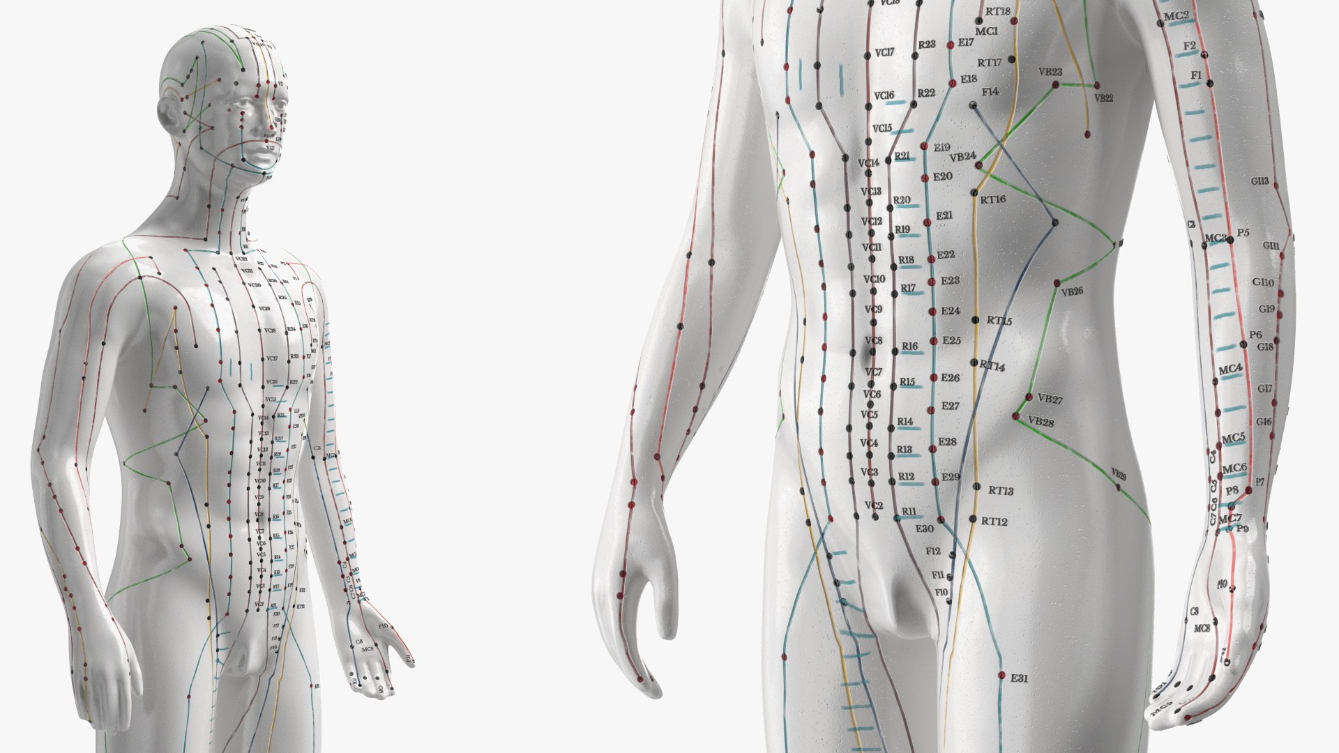 Male Acupuncture Mannequin Model - TurboSquid 2252656