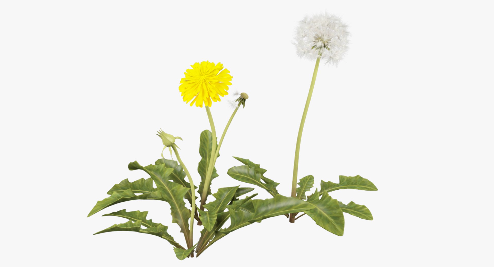 3D Dandelions - TurboSquid 1191023