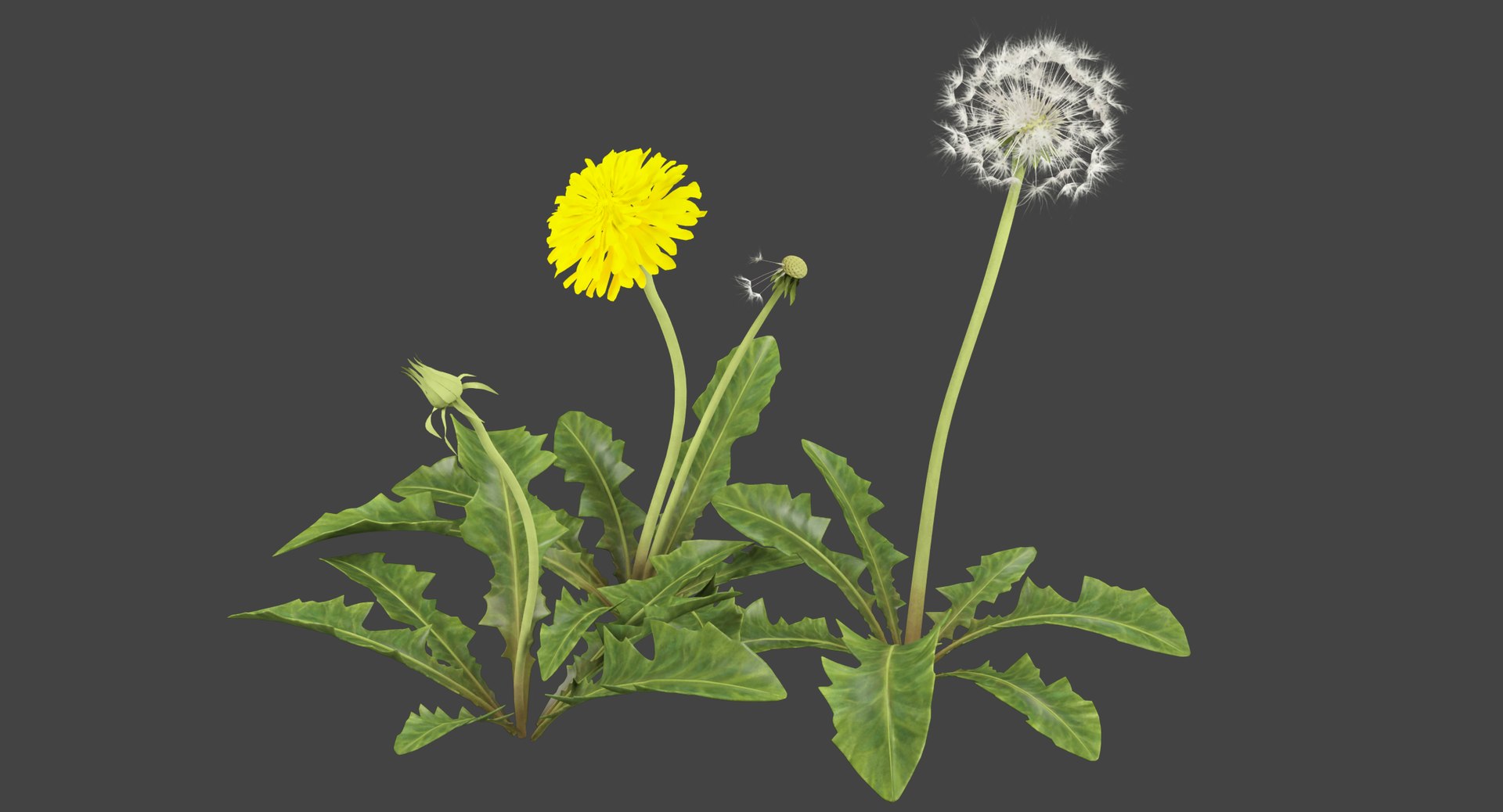 3D Dandelions - TurboSquid 1191023