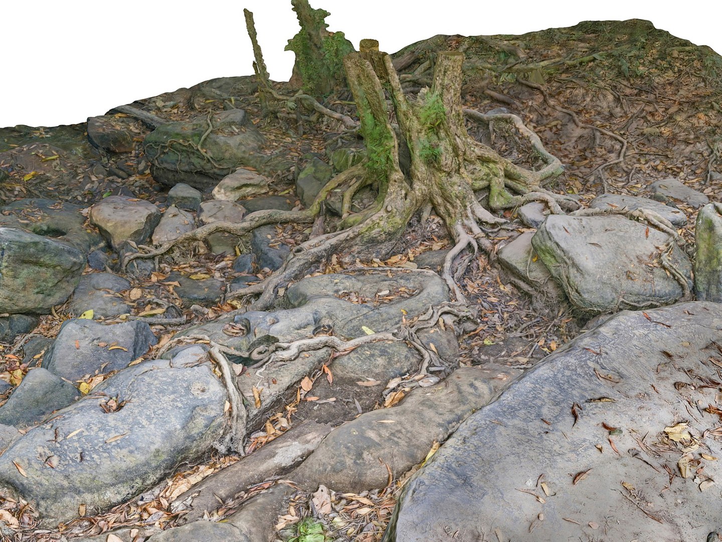 3D Jungle Rock Ground Model - TurboSquid 2278986