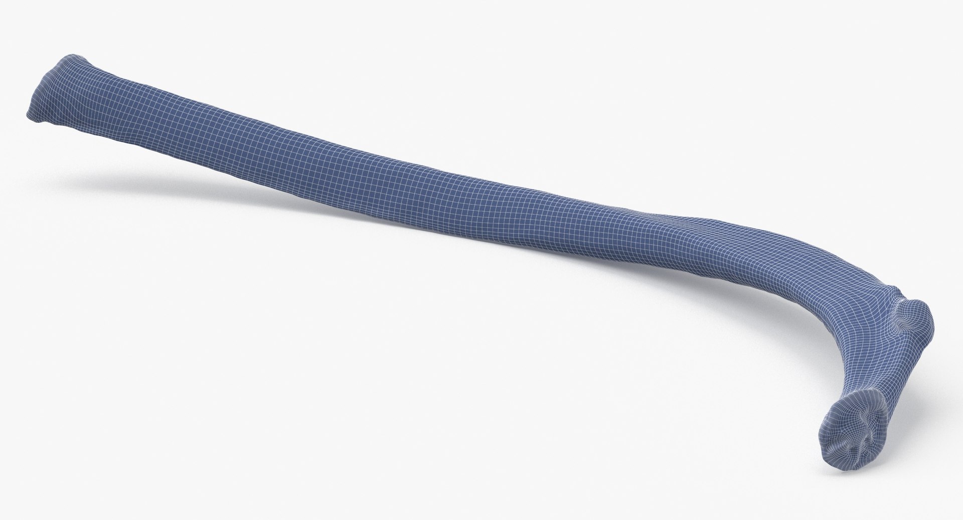 3D Kangaroo Red Necked Wallaby Rib T11 Model - TurboSquid 2069498