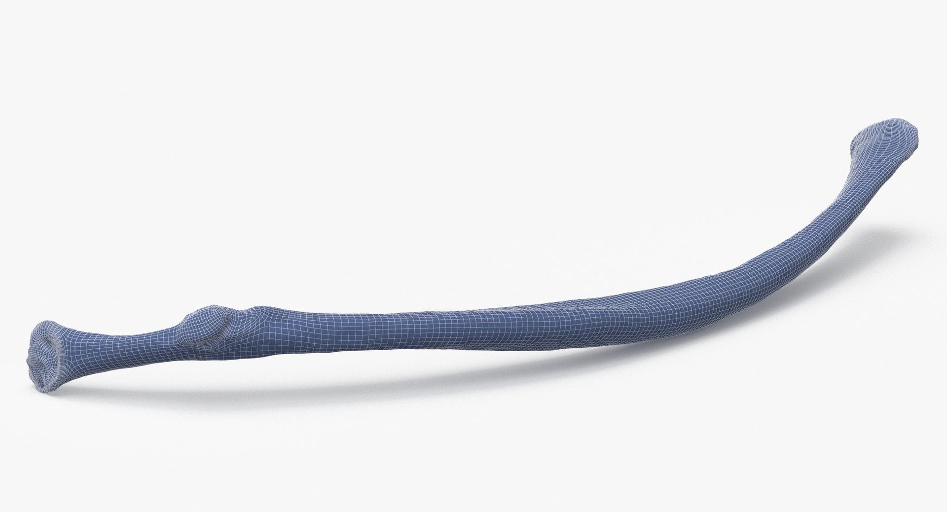 3D Kangaroo Red Necked Wallaby Rib T11 Model - TurboSquid 2069498