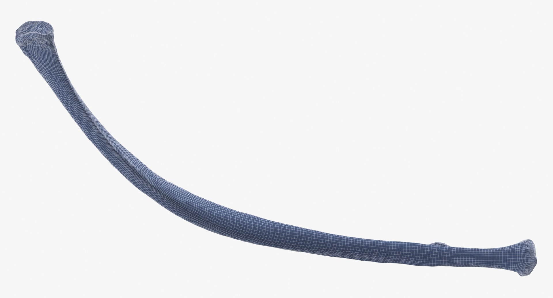 3D Kangaroo Red Necked Wallaby Rib T11 Model - TurboSquid 2069498