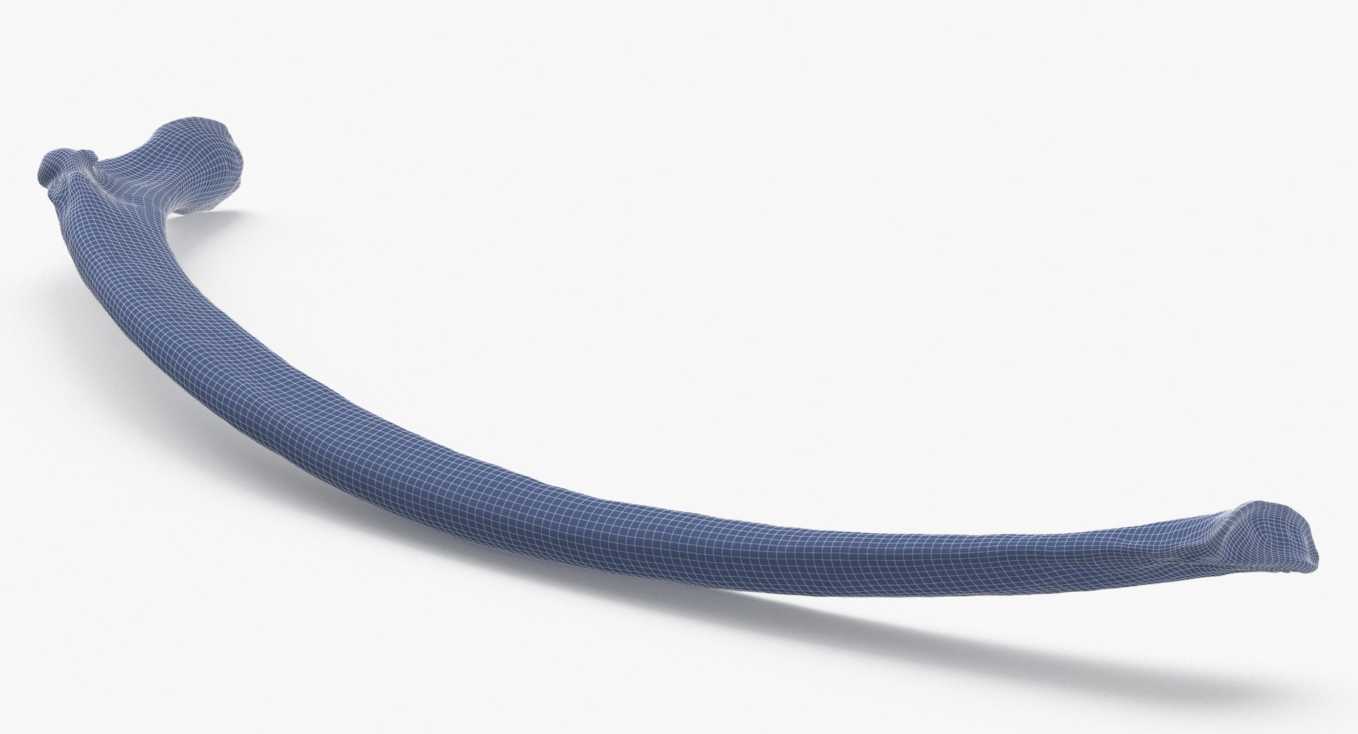 3D Kangaroo Red Necked Wallaby Rib T11 Model - TurboSquid 2069498