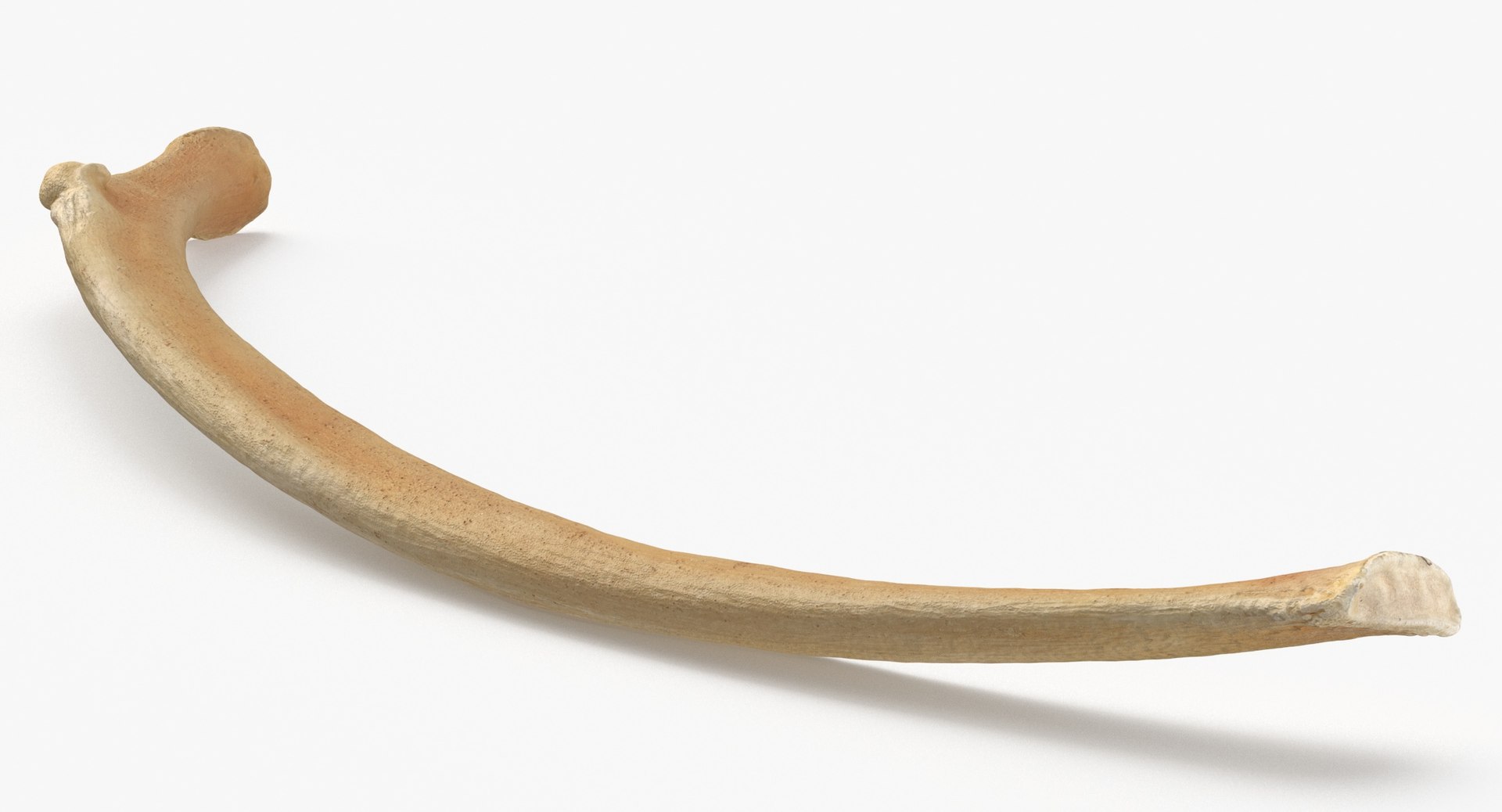 3D Kangaroo Red Necked Wallaby Rib T11 Model - TurboSquid 2069498