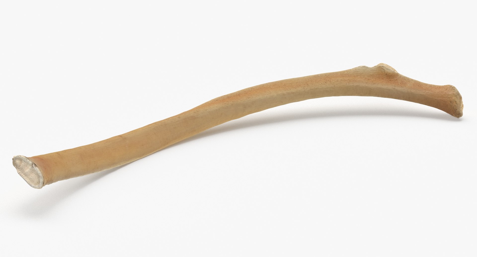 3D Kangaroo Red Necked Wallaby Rib T11 Model - TurboSquid 2069498