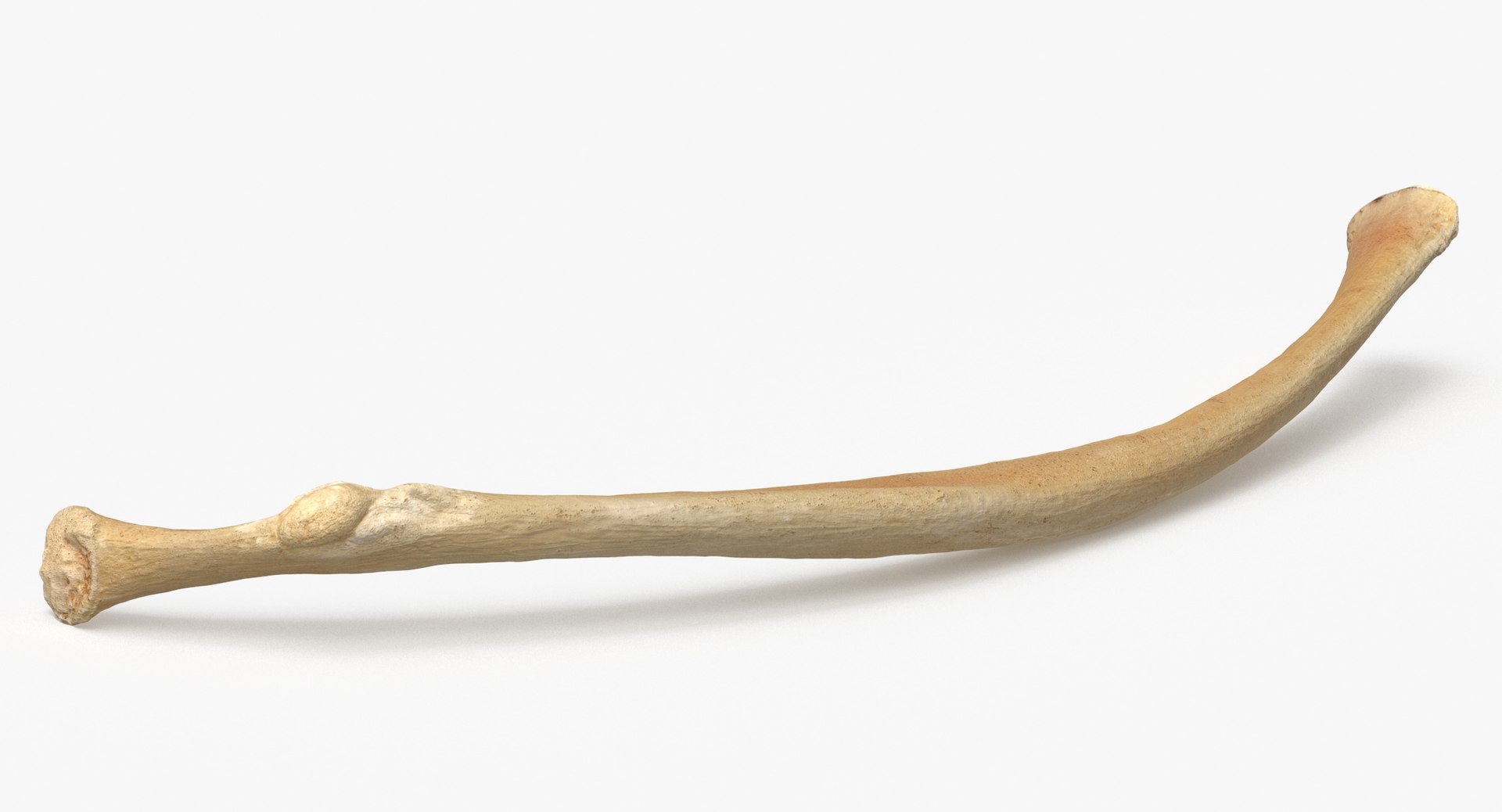 3D Kangaroo Red Necked Wallaby Rib T11 Model - TurboSquid 2069498