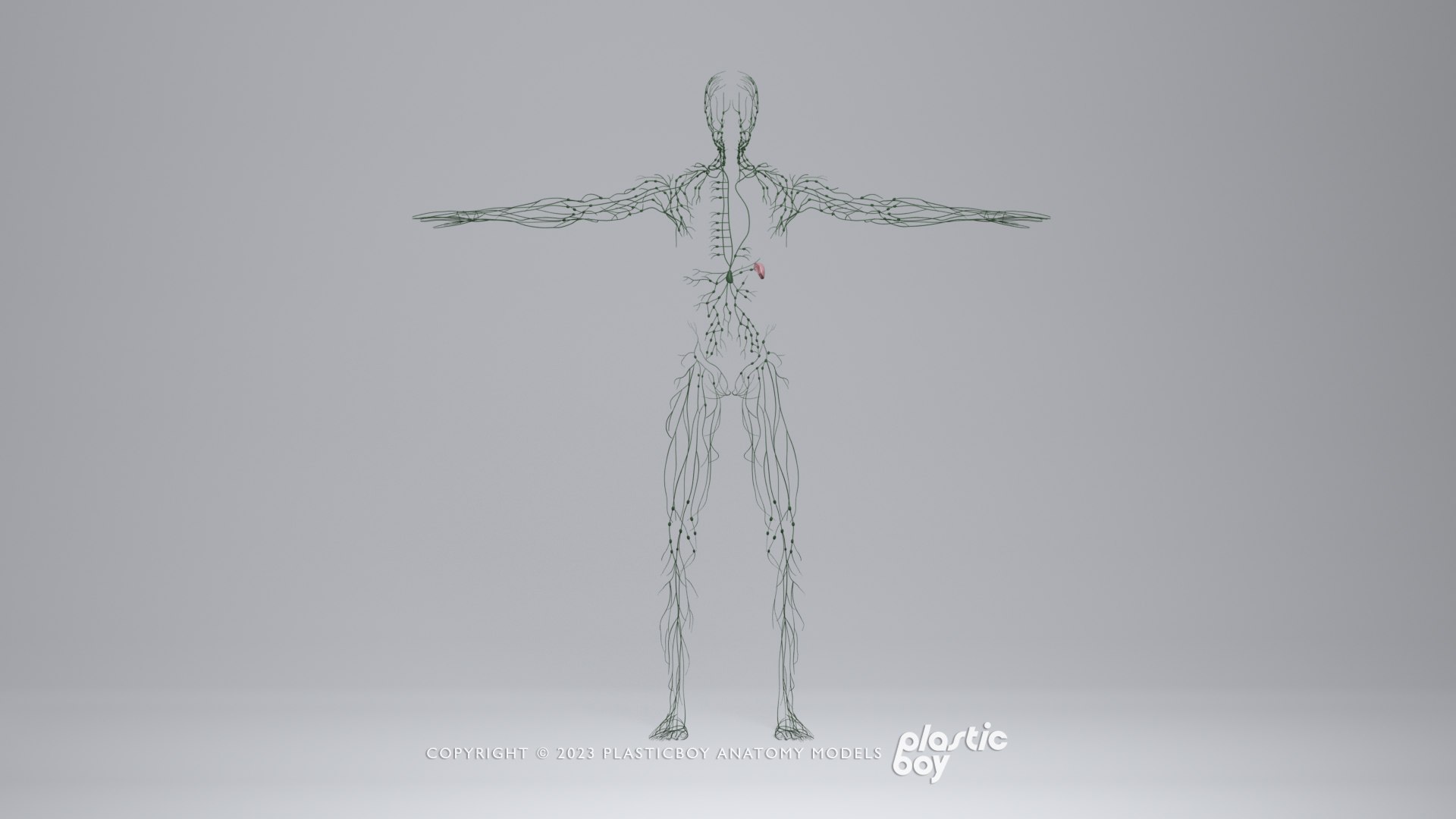 3D BLENDER RIGGED Complete Female Anatomy PACK V7 model - TurboSquid ...
