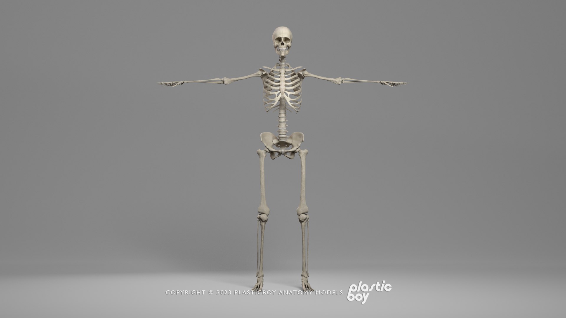 3D BLENDER RIGGED Complete Female Anatomy PACK V7 model - TurboSquid ...