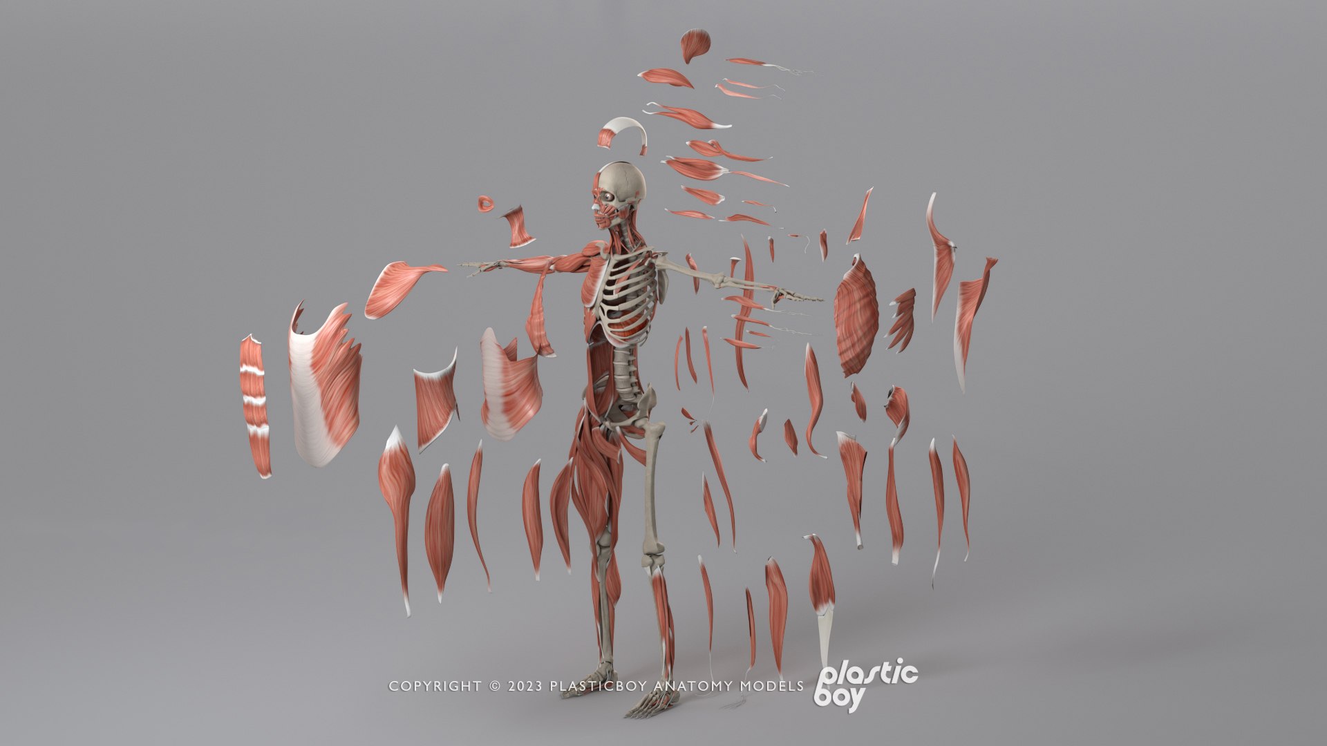 3D BLENDER RIGGED Complete Female Anatomy PACK V7 model - TurboSquid ...