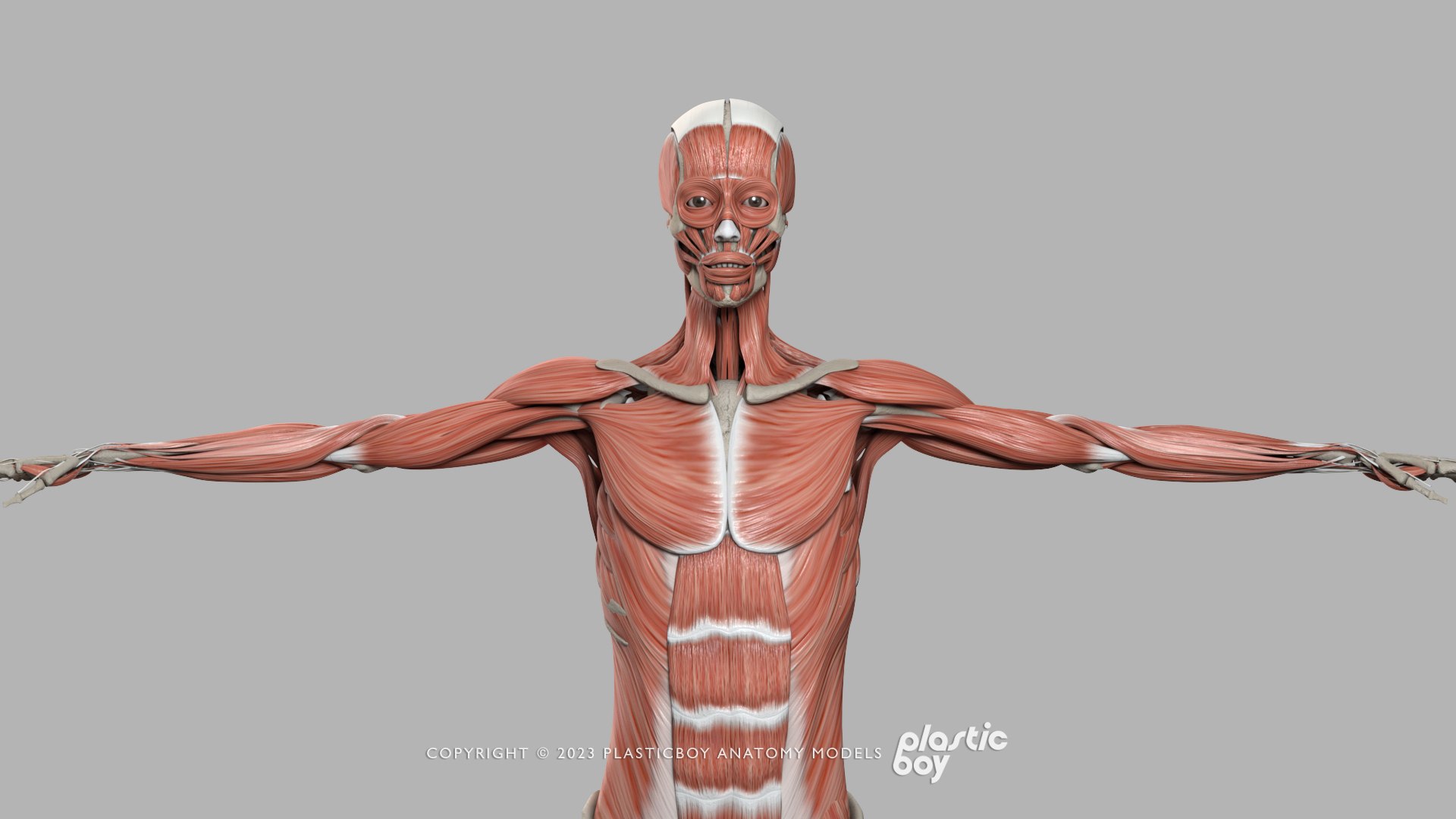 3D BLENDER RIGGED Complete Female Anatomy PACK V7 model - TurboSquid ...