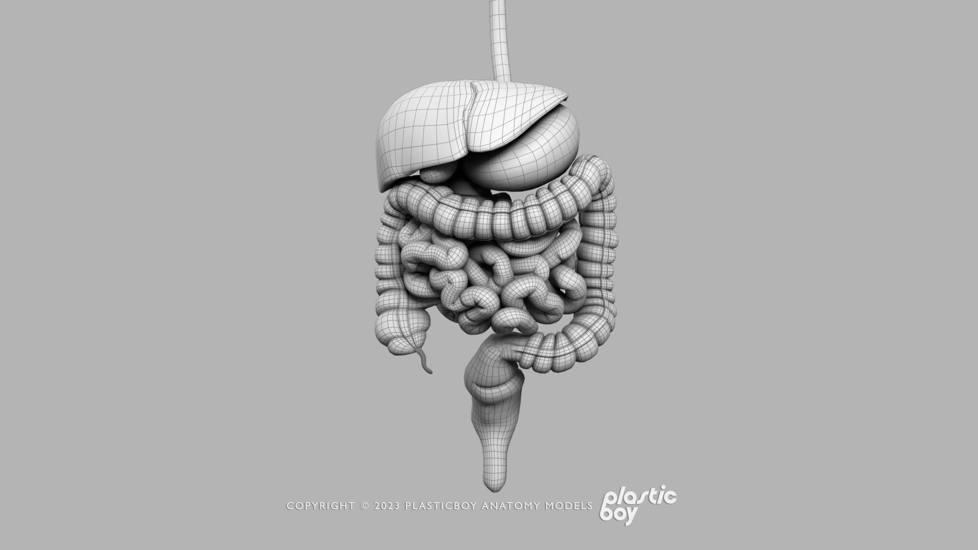 3D BLENDER RIGGED Complete Female Anatomy PACK V7 model - TurboSquid ...