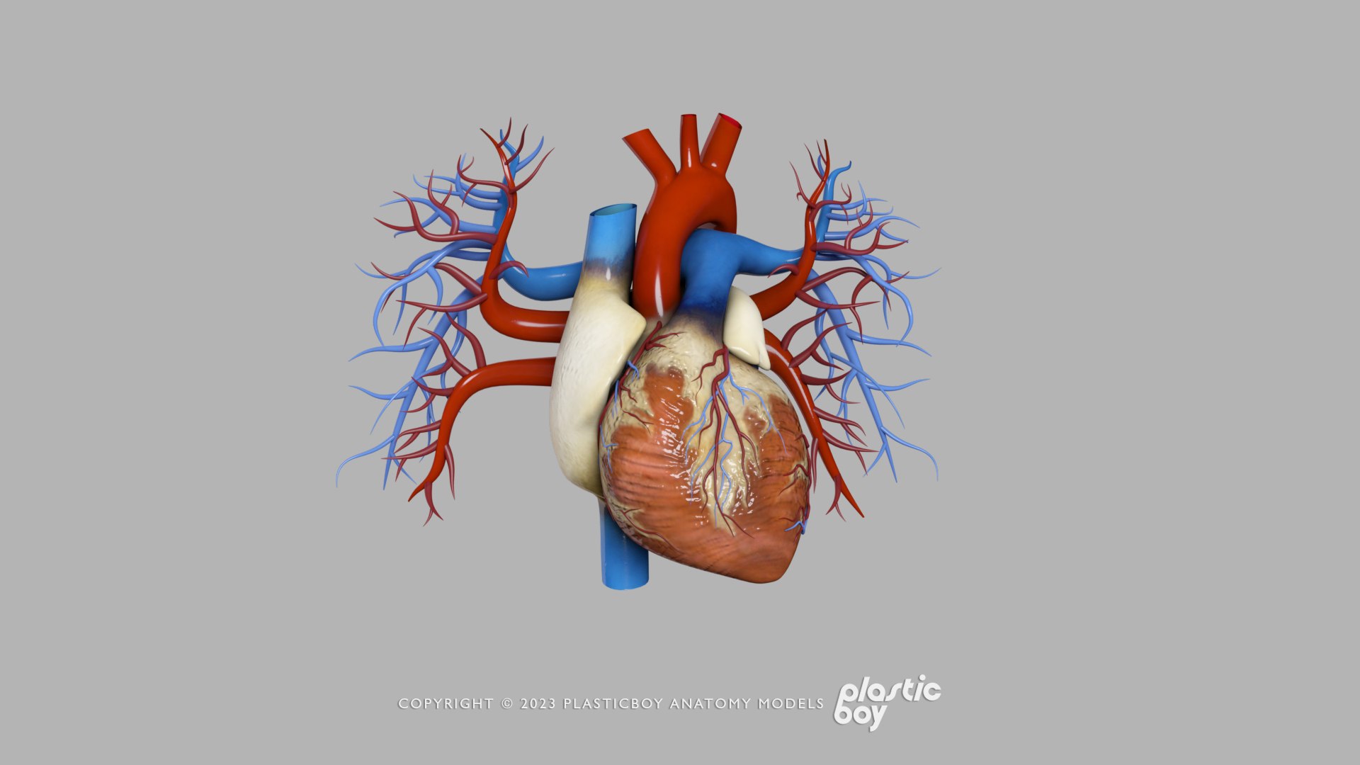 3D BLENDER RIGGED Complete Female Anatomy PACK V7 model - TurboSquid ...