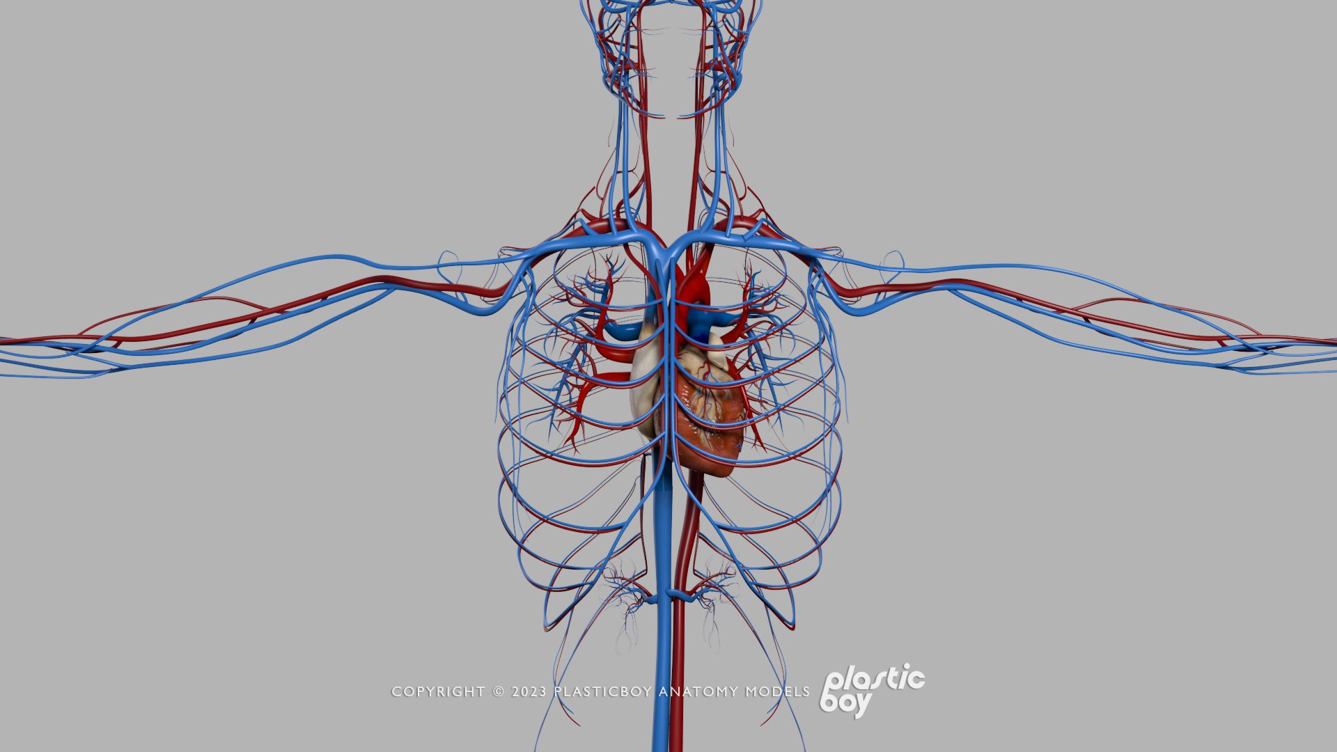 3D BLENDER RIGGED Complete Female Anatomy PACK V7 model - TurboSquid ...