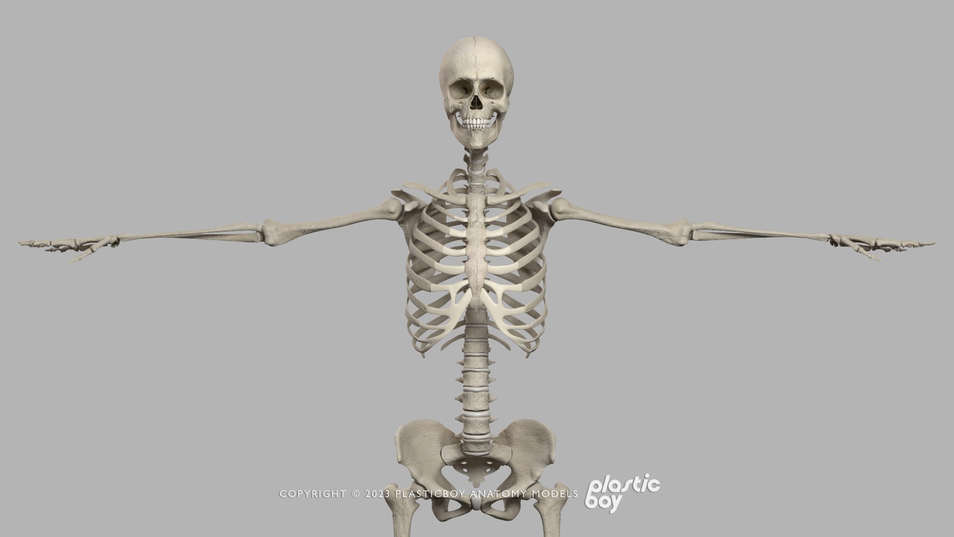 3D BLENDER RIGGED Complete Female Anatomy PACK V7 Model - TurboSquid ...