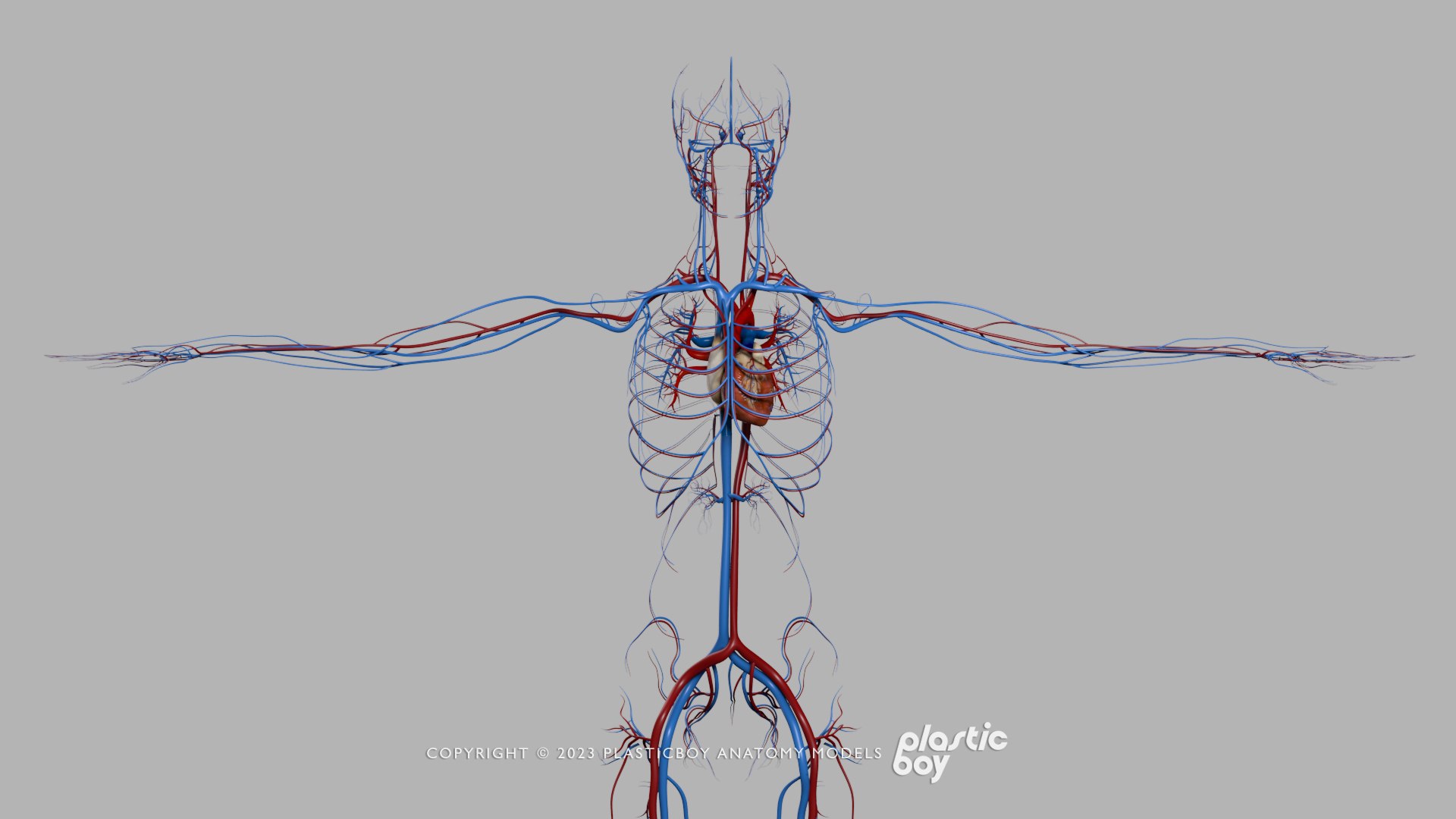 3D BLENDER RIGGED Complete Female Anatomy PACK V7 model - TurboSquid ...