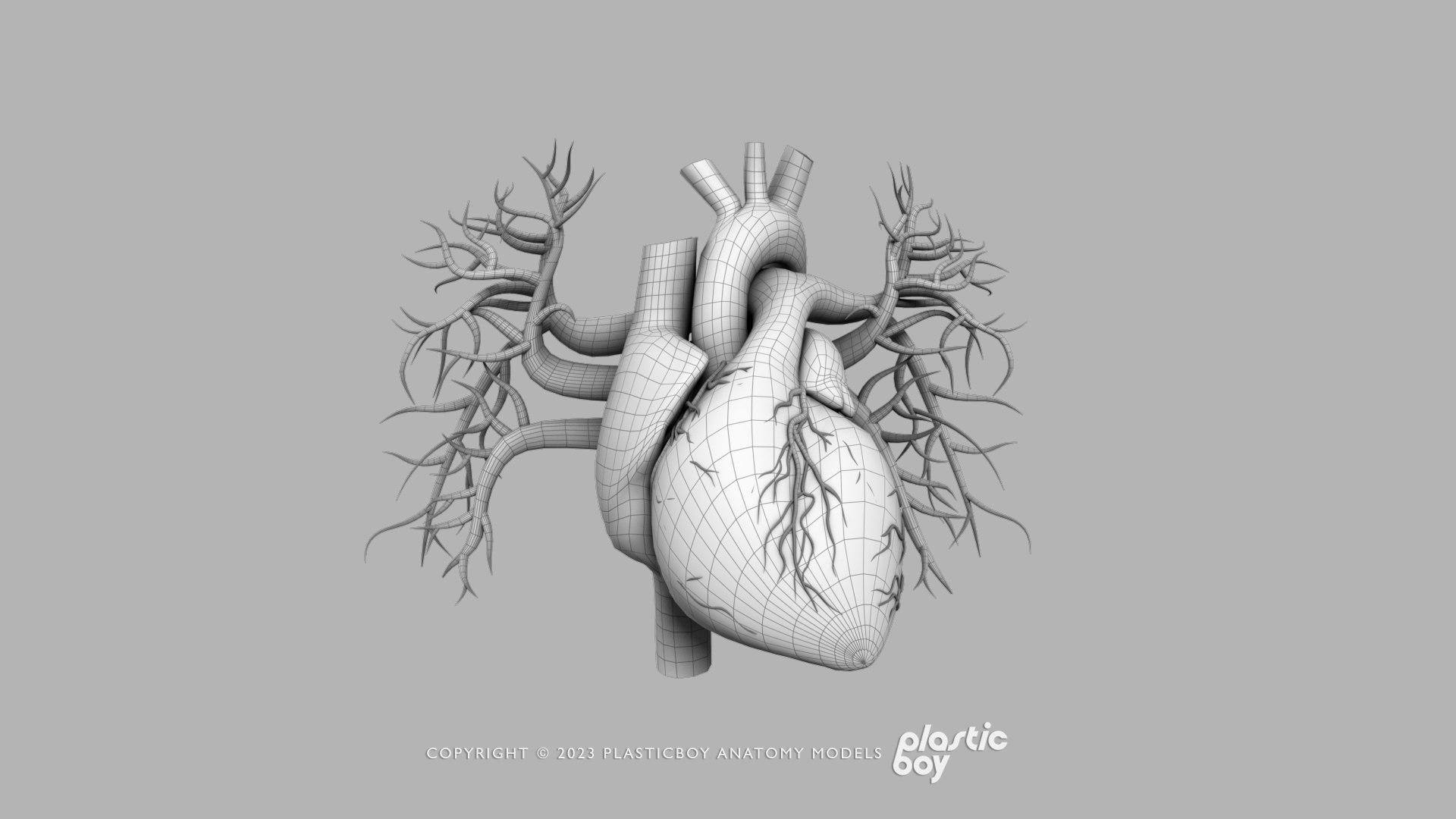 3D BLENDER RIGGED Complete Female Anatomy PACK V7 model - TurboSquid ...