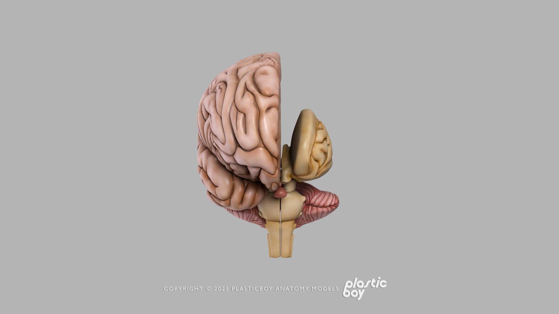 3D BLENDER RIGGED Complete Female Anatomy PACK V7 model - TurboSquid ...