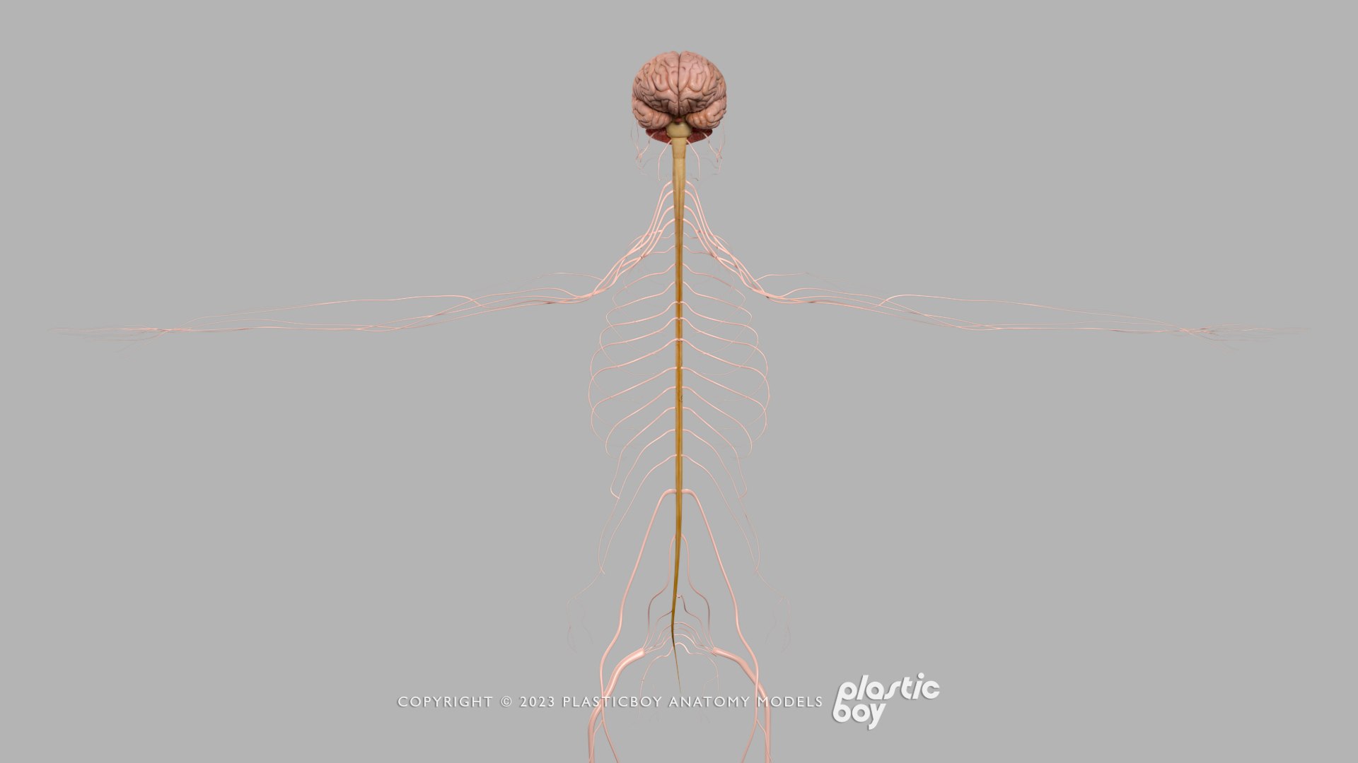 3D BLENDER RIGGED Complete Female Anatomy PACK V7 model - TurboSquid ...