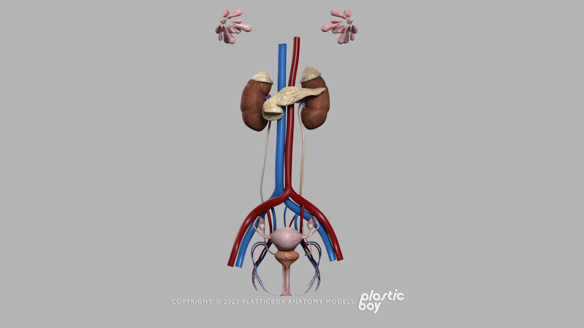 3D BLENDER RIGGED Complete Female Anatomy PACK V7 model - TurboSquid ...