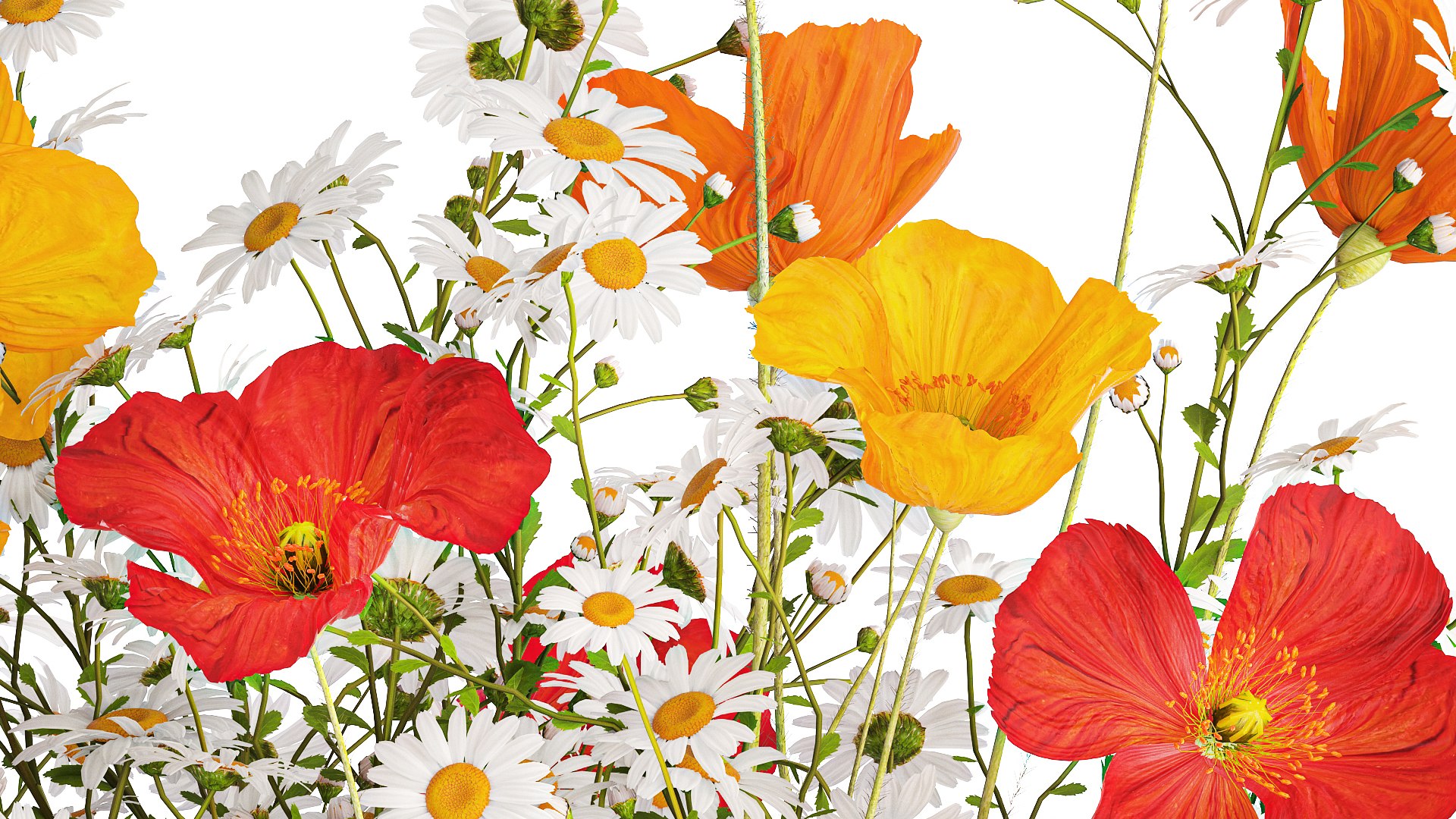 Bouquet Of Wild Flowers Poppy Chamomile Daisies 422 Model - TurboSquid ...