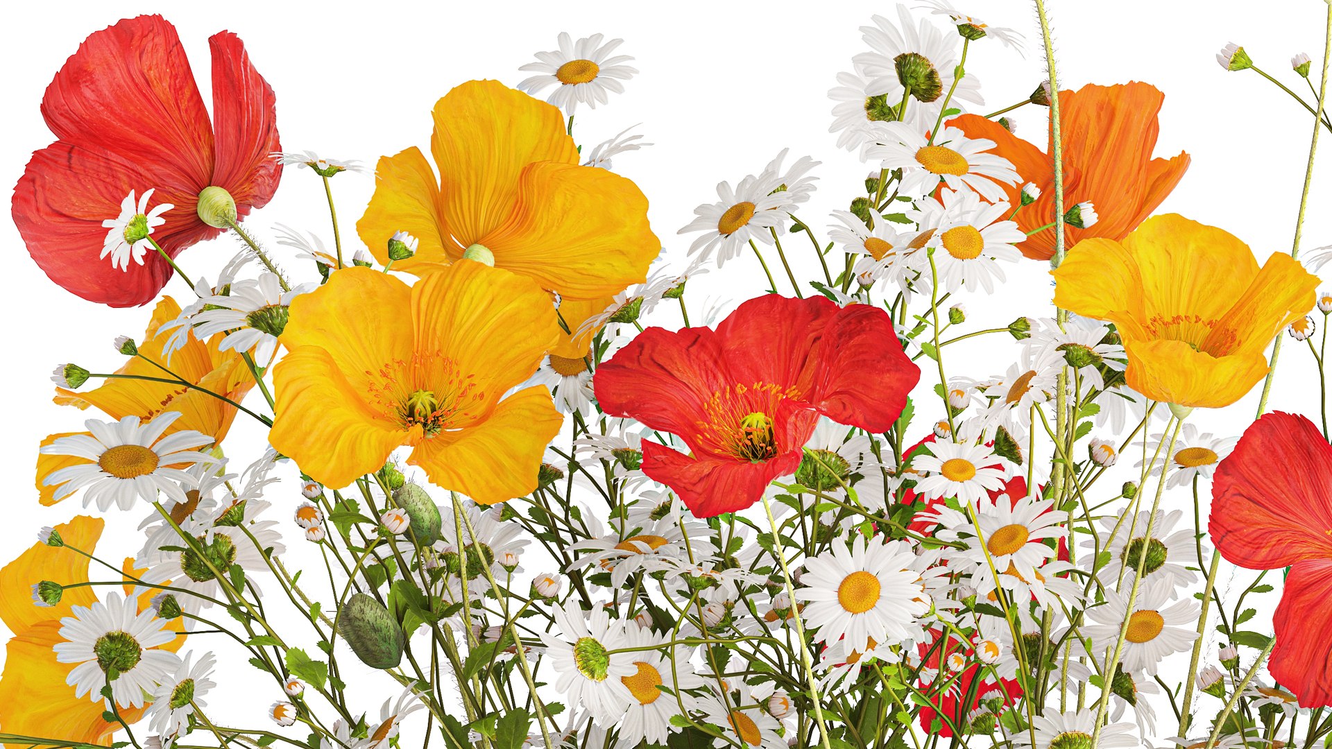 Bouquet Of Wild Flowers Poppy Chamomile Daisies 422 Model - TurboSquid ...