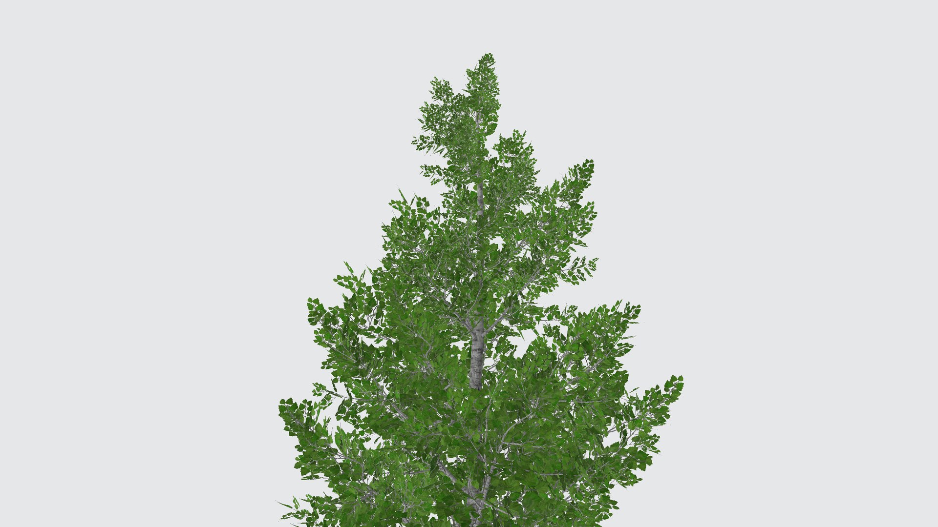 Birch Tree Model - TurboSquid 2331165
