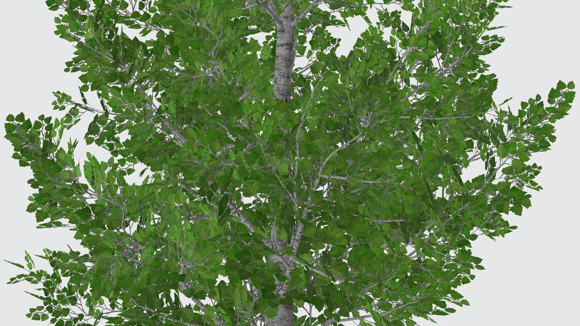 Birch Tree Model - TurboSquid 2331165